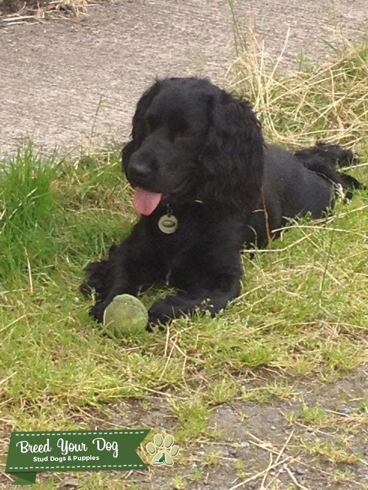 Stud Dog - Stunning Black Cocker Spaniel at stud - Breed Your Dog