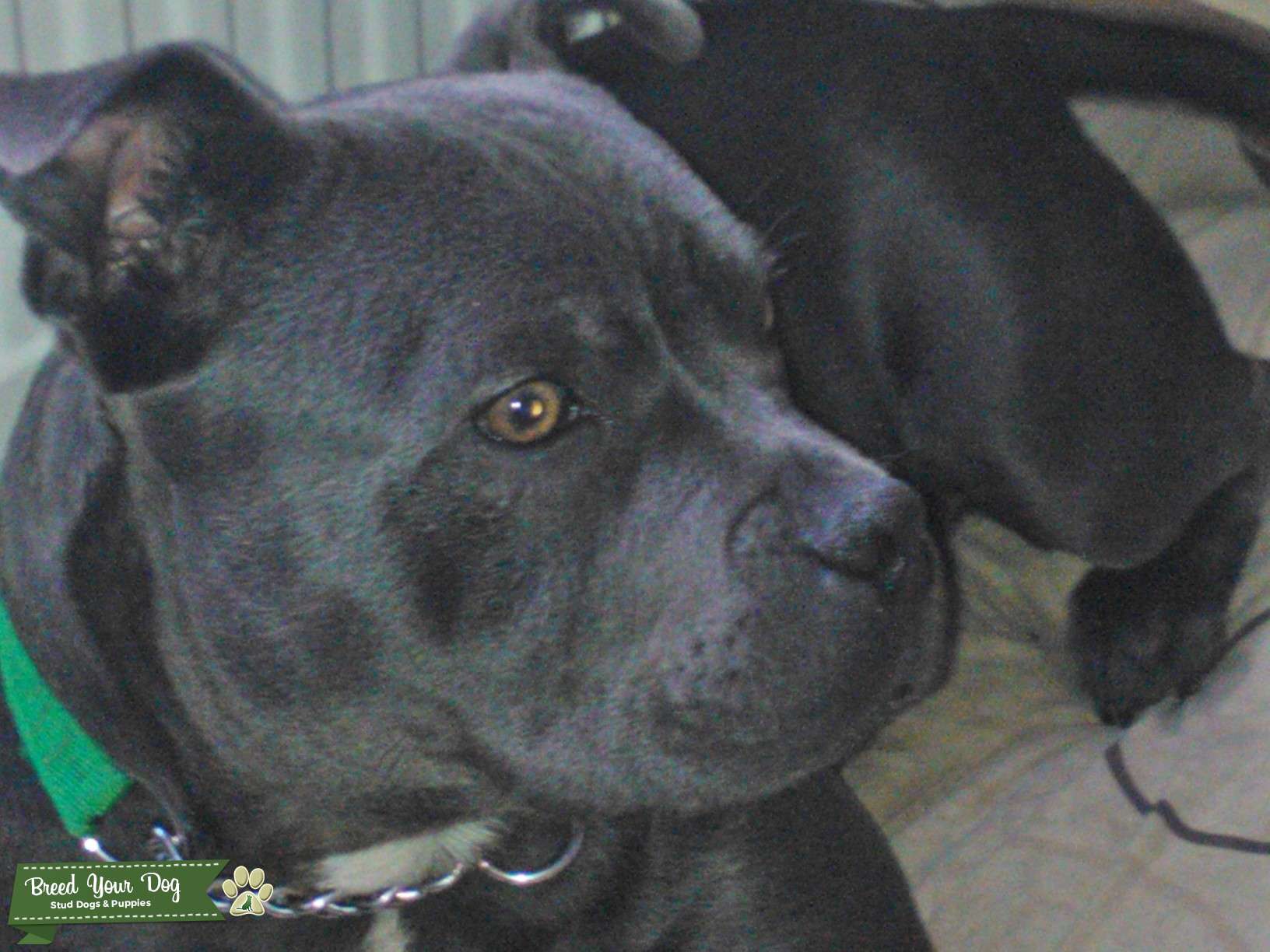 Stud Dog - irish blue staff for stud :) - Breed Your Dog