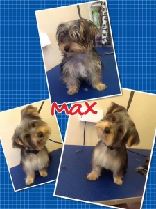 Stud Dogs and Puppies | Find a Stud Dog | Breed Your Dog