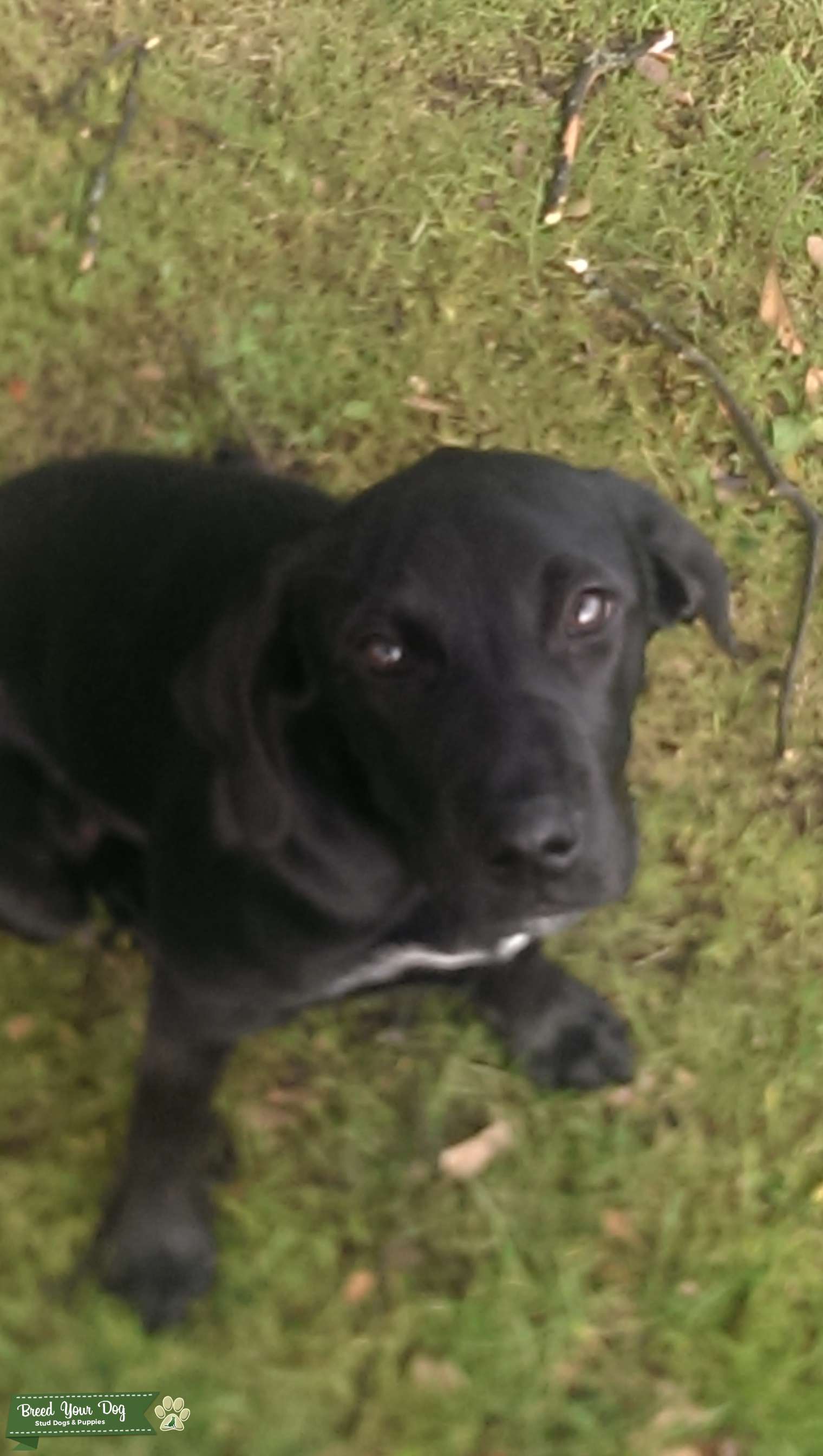 Black Lab or Ridgeback required - Stud Dog dundee - Breed Your Dog