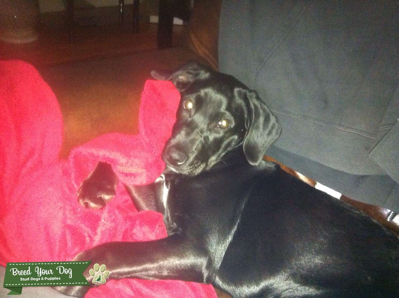 Black Lab or Ridgeback required - Stud Dog dundee - Breed Your Dog