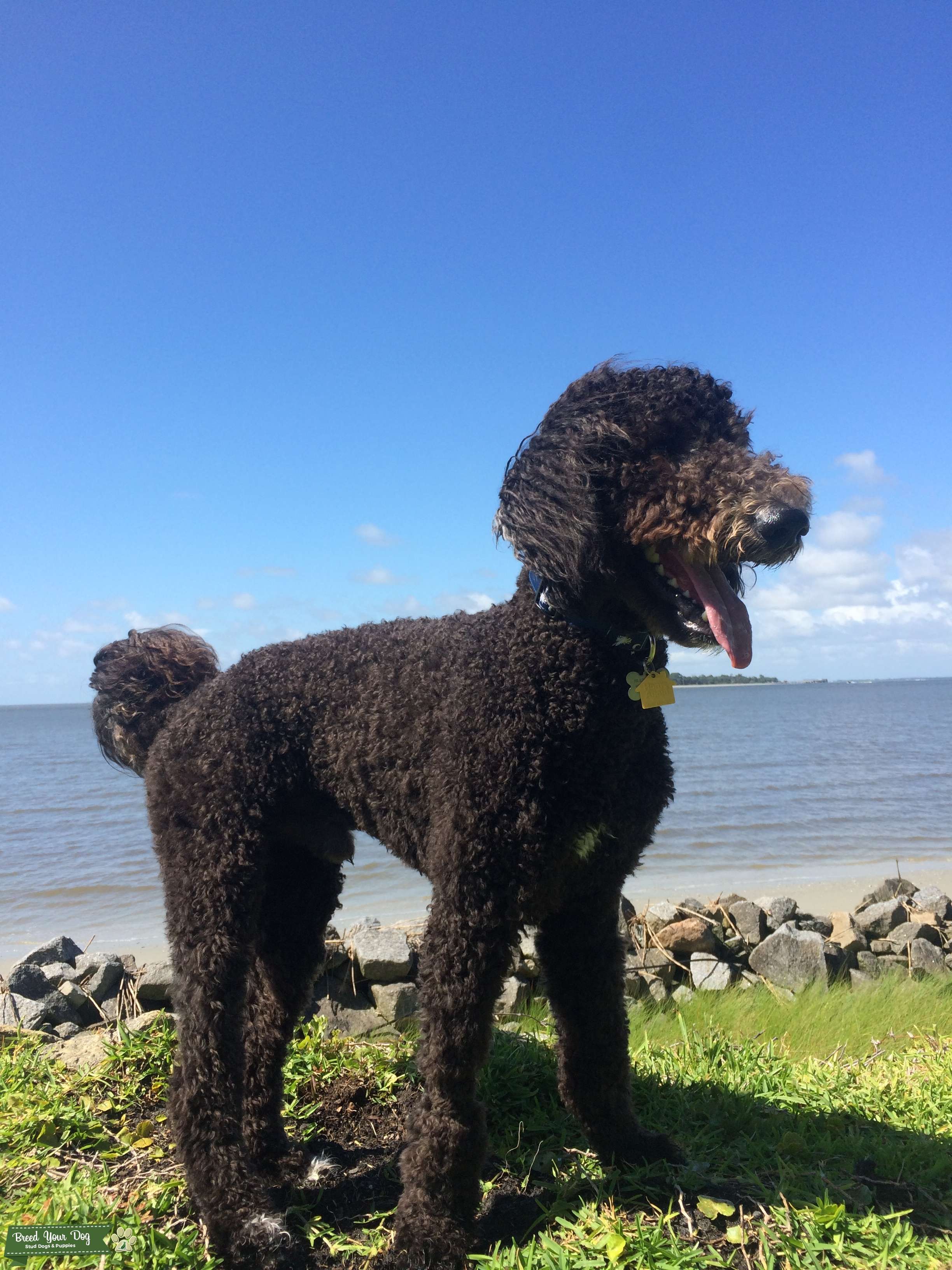 Stud Dog - Black Goldendoodle Stud Dog - Breed Your Dog