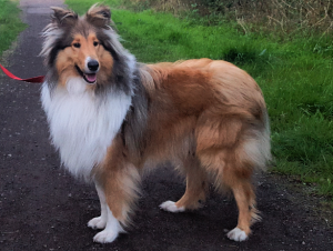 Rough Collie Stud Dogs Available Now - Breed Your Dog