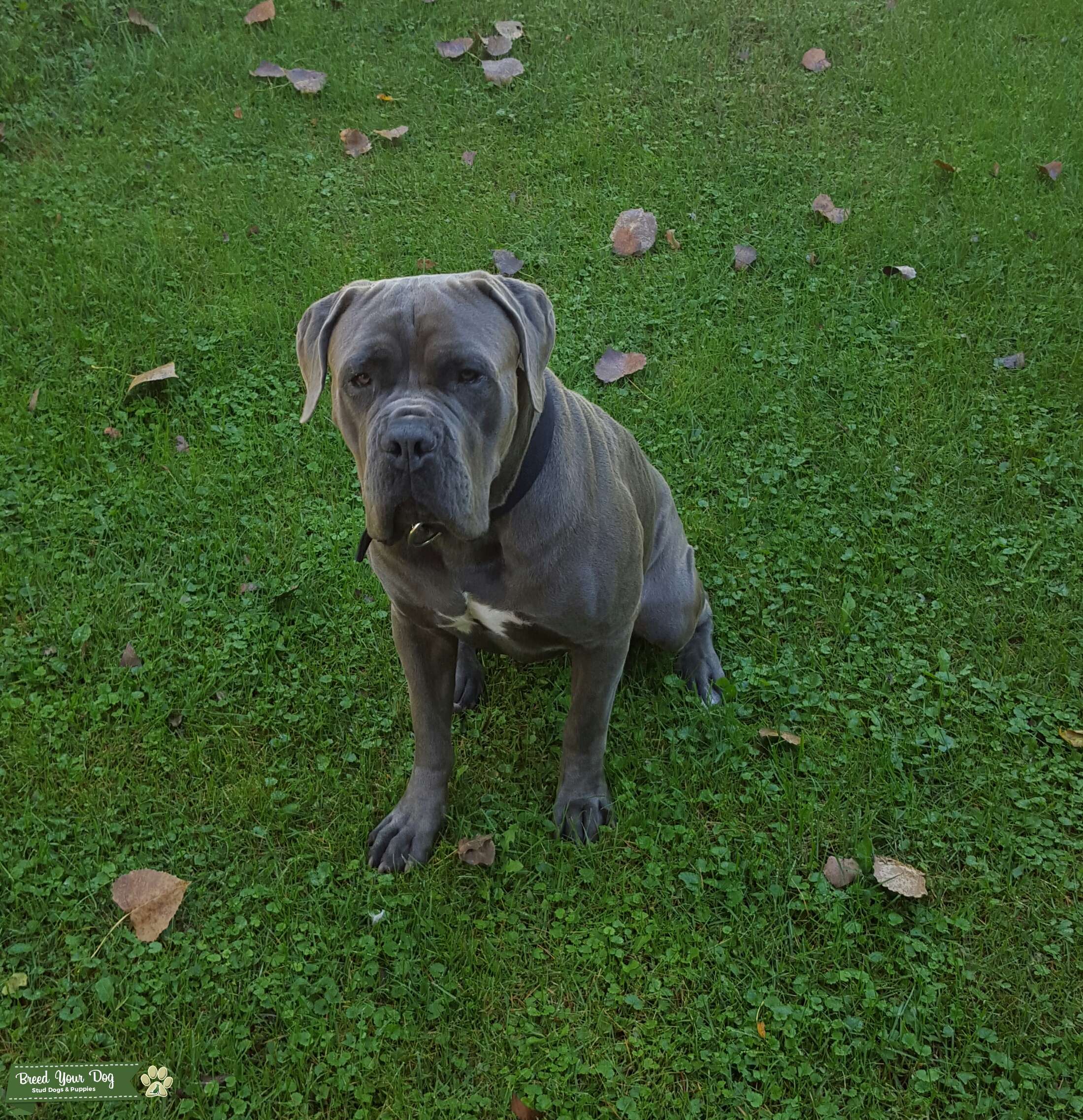 Stud Dog - cane corso mastiff - Breed Your Dog