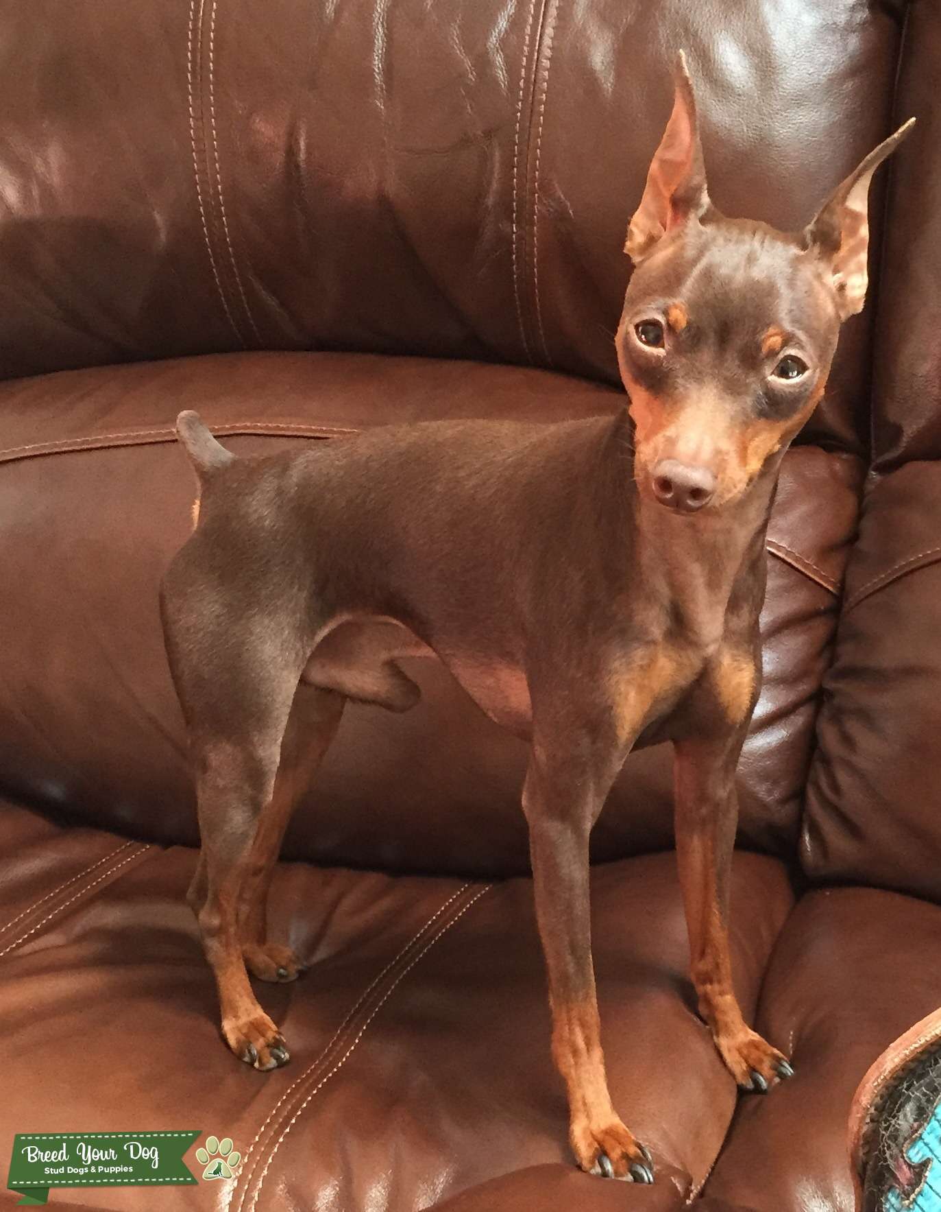 Stud Dog - AKC Chocolate/Rust Min Pin Stud - Breed Your Dog