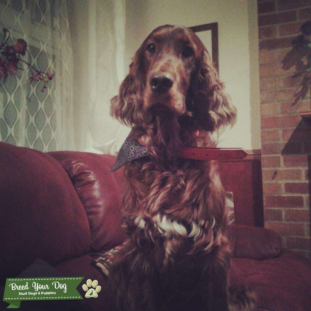 Beautiful Irish Red Setter - Stud Dog Norfolk - Breed Your Dog
