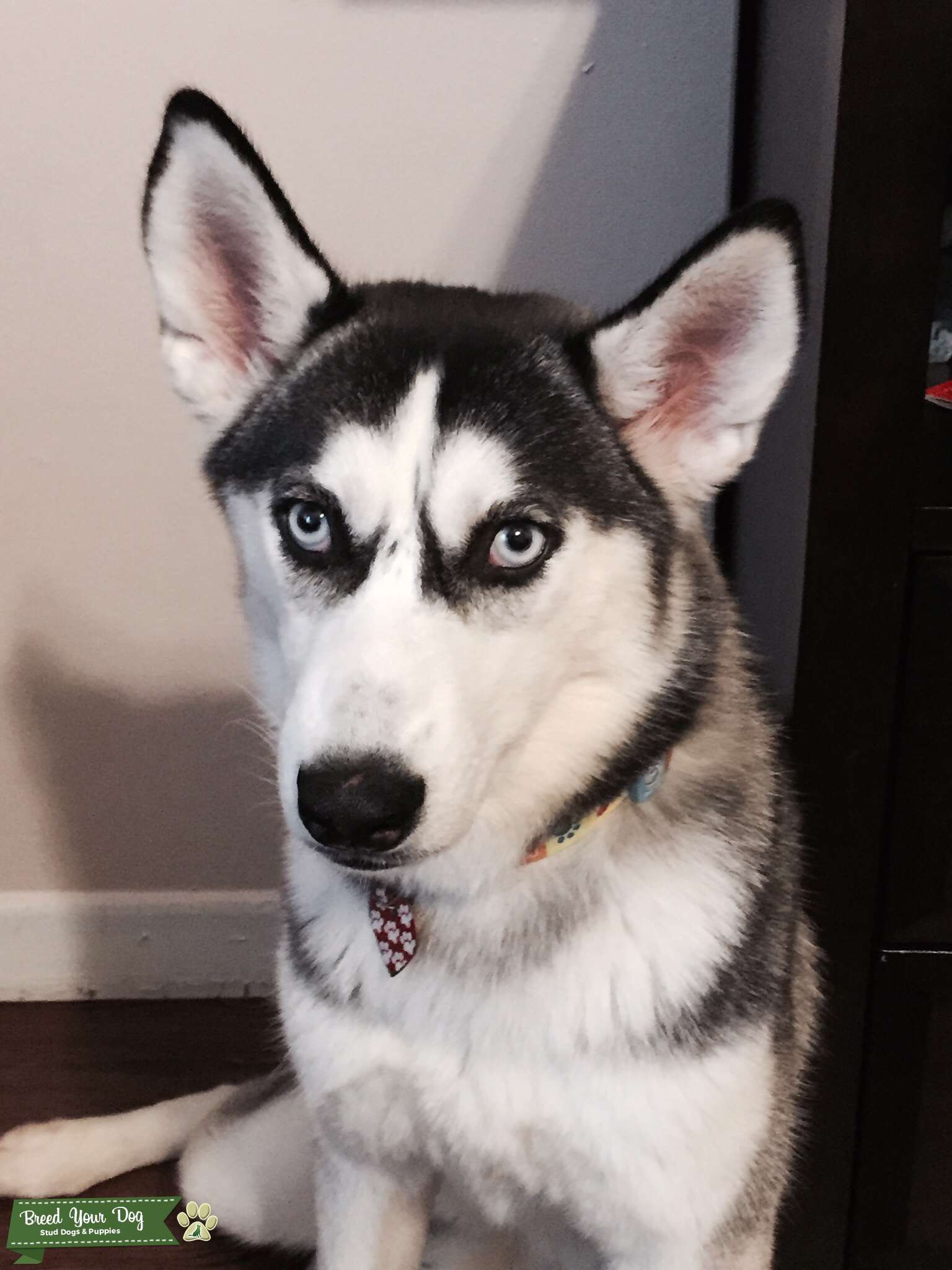 Stud Dog - Beautiful female pure breed husky - Breed Your Dog