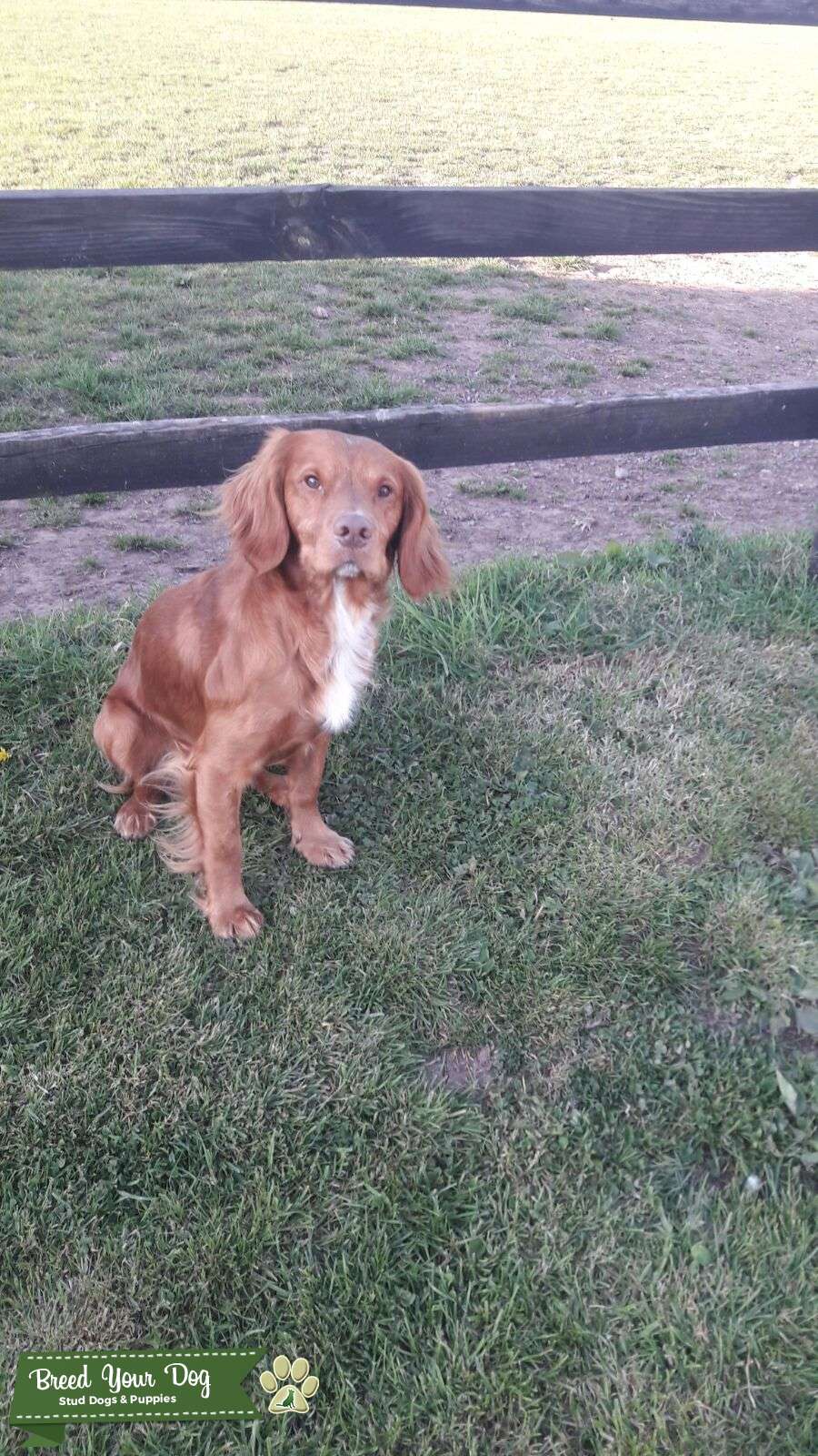 Stud Dog - Fox Red Cocker Spaniel - Breed Your Dog