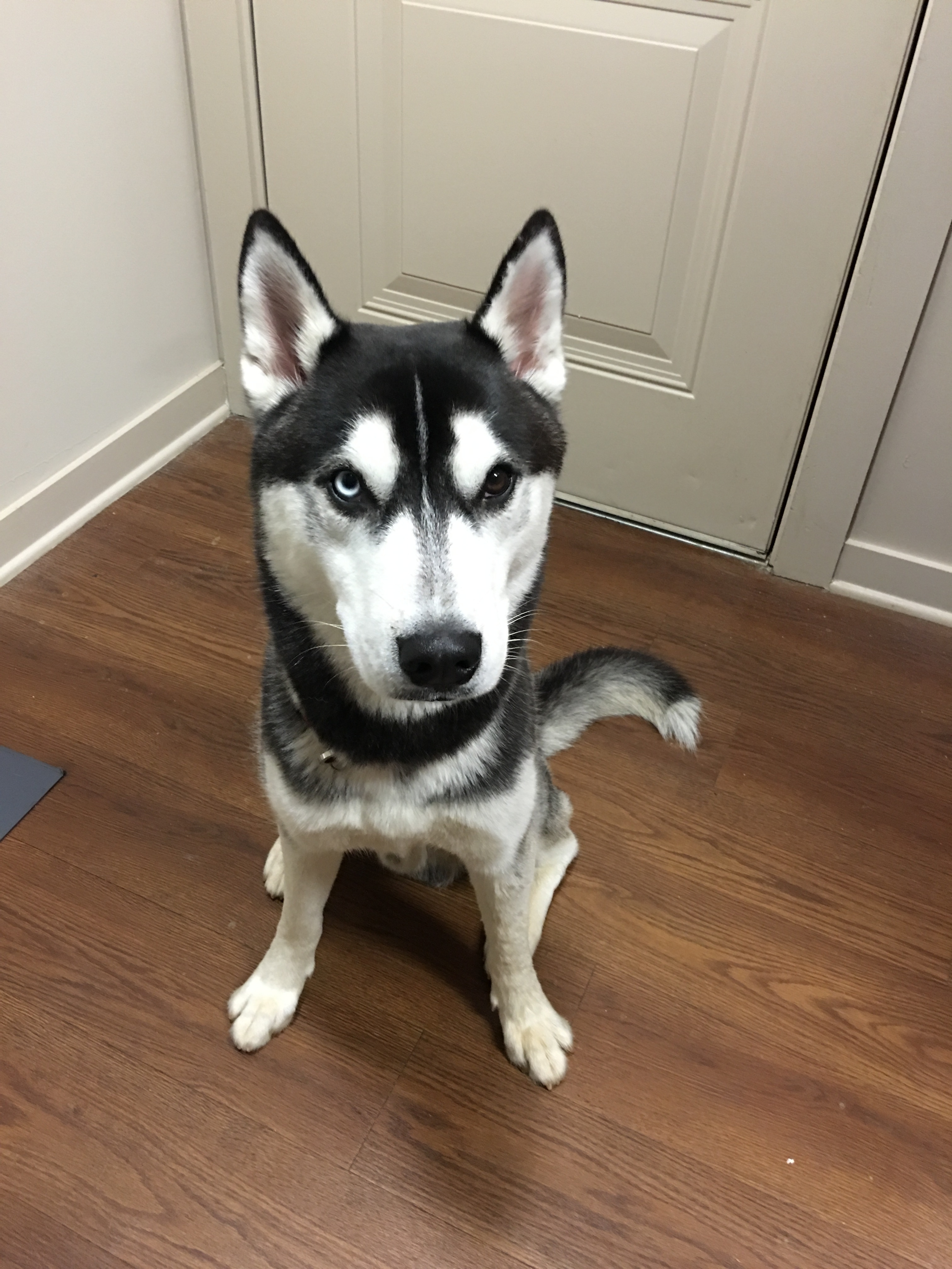 Stud Dog - PUREBRED Siberian Husky Male - Breed Your Dog