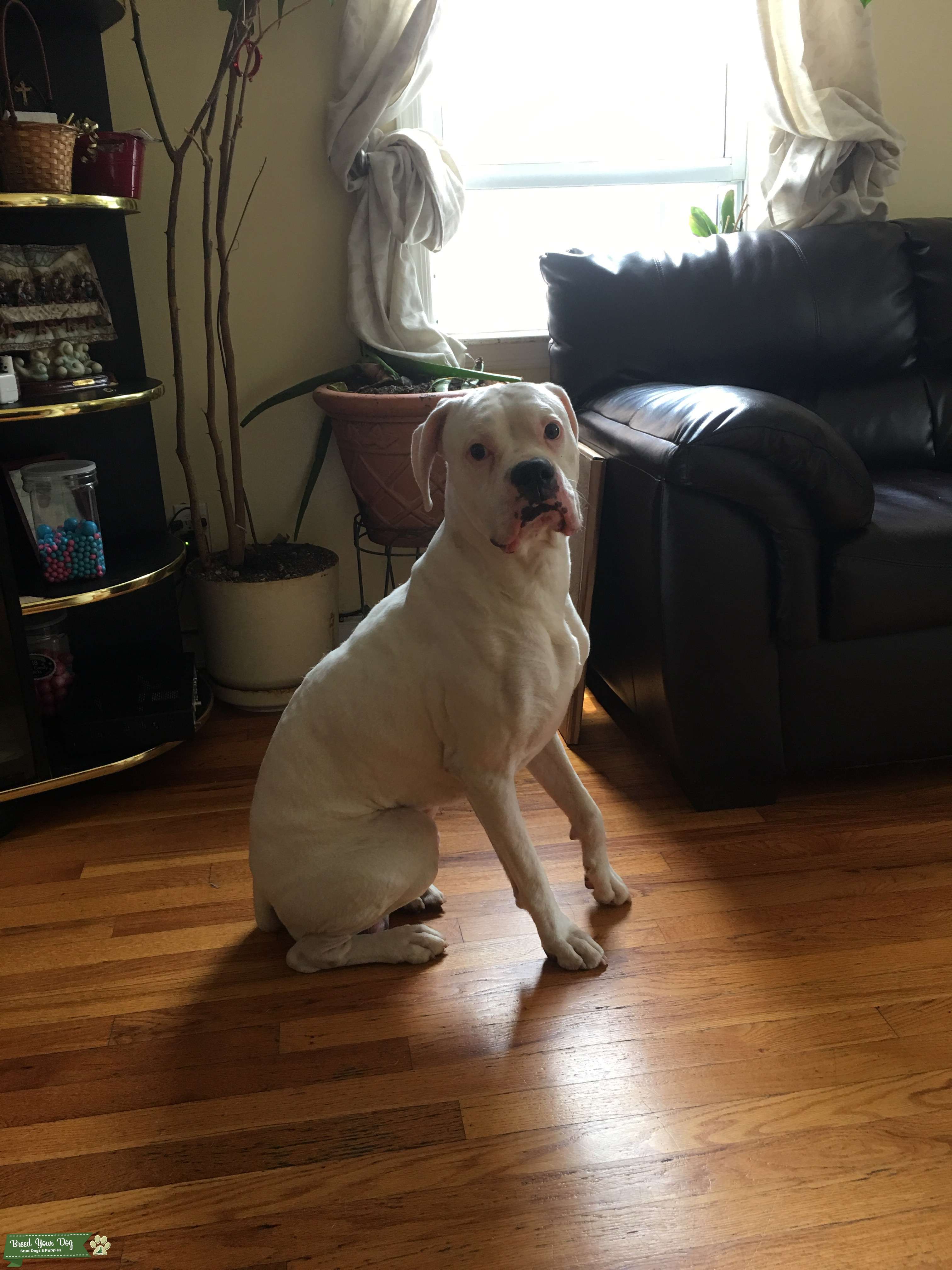 All white boxer - Stud Dog New York - Breed Your Dog