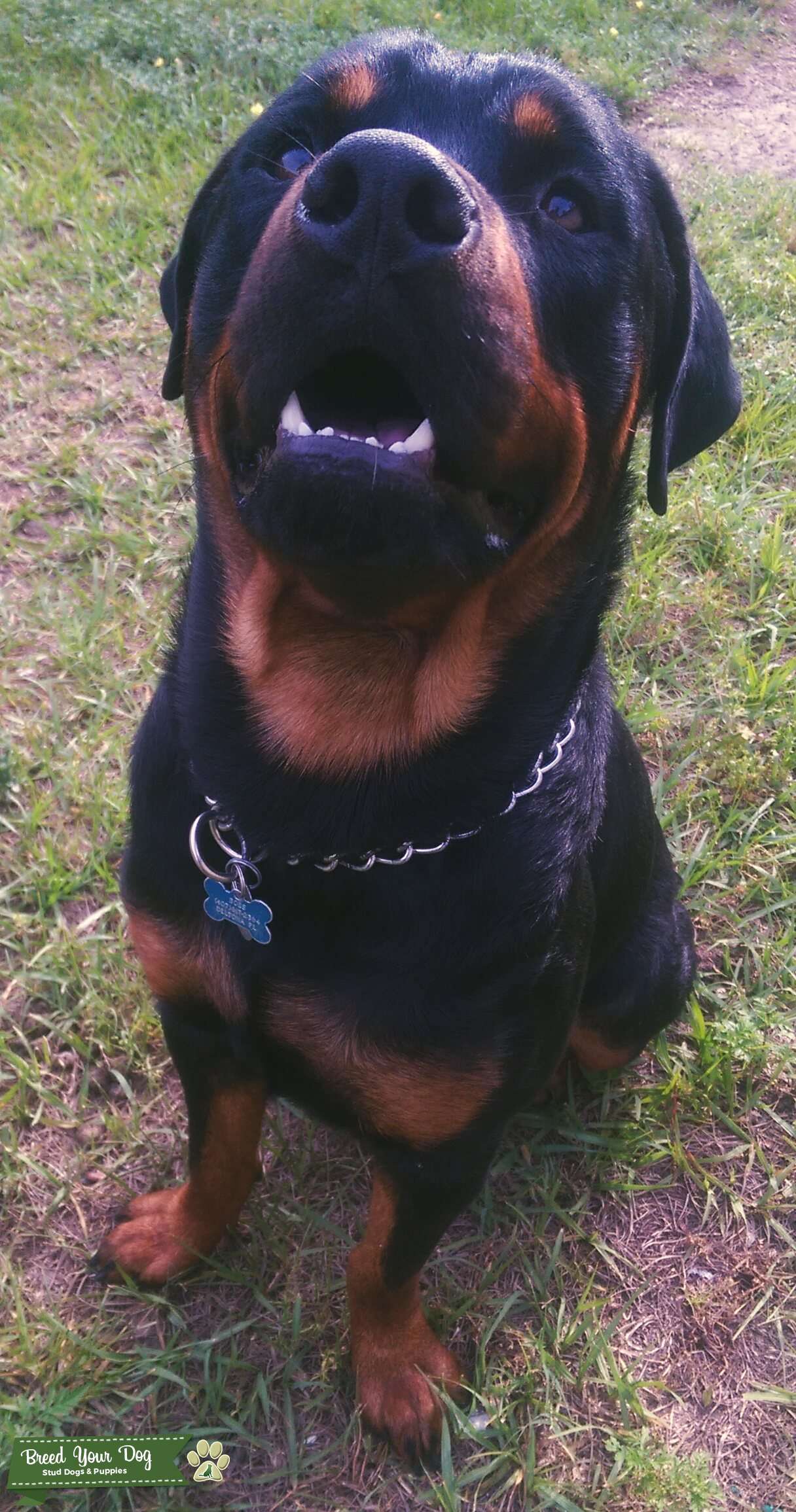 Stud Dog - German Rottweiler Proven Stud - Breed Your Dog