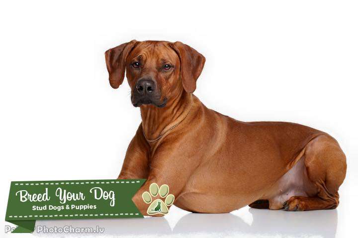 Stud Dog - Rhodesian ridgeback - Breed Your Dog