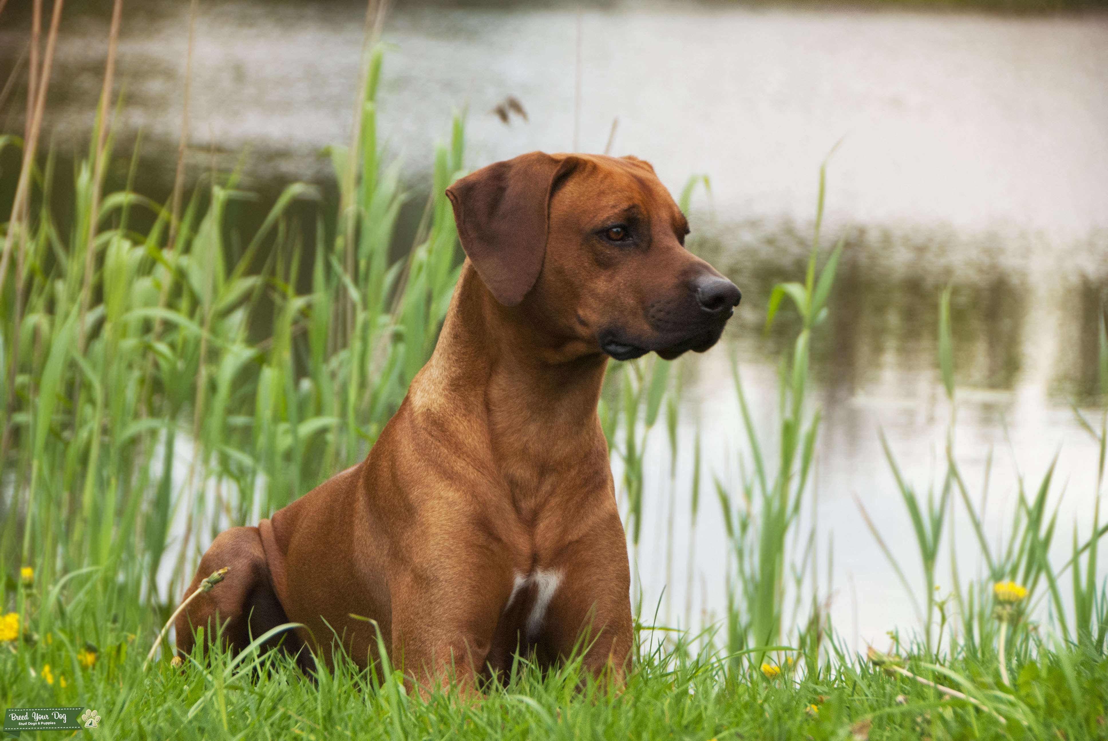 Memorial - Rhodesian ridgeback - Breed Your Dog