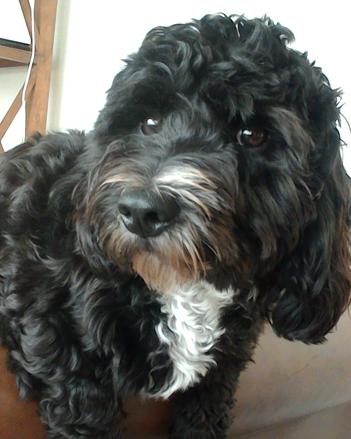 Stud Dog - Black cockapoo - Breed Your Dog