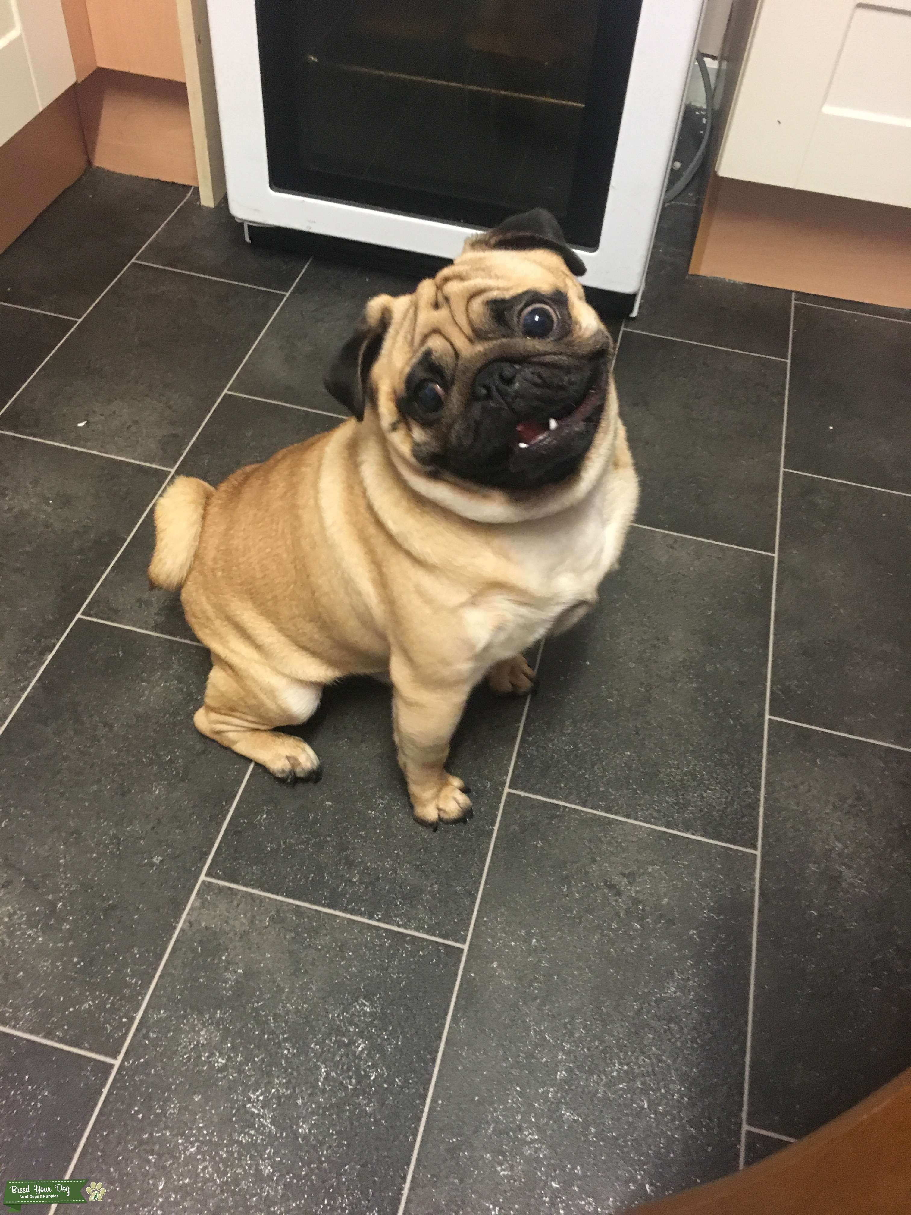 Pug stud - Stud Dog in Ayrshire, the United States | Breed Your Dog