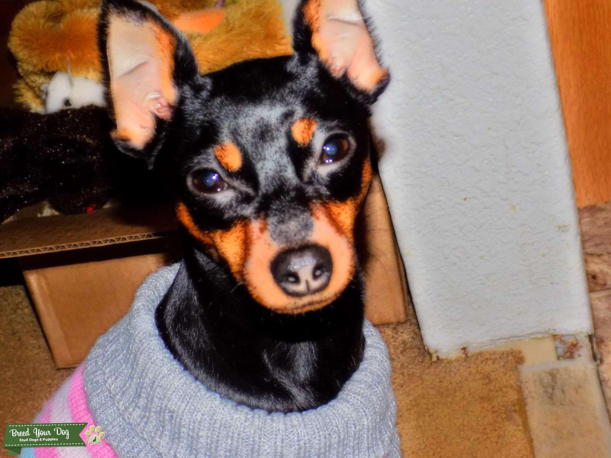 Male Vs Female Min Pin at Savannah Eades blog