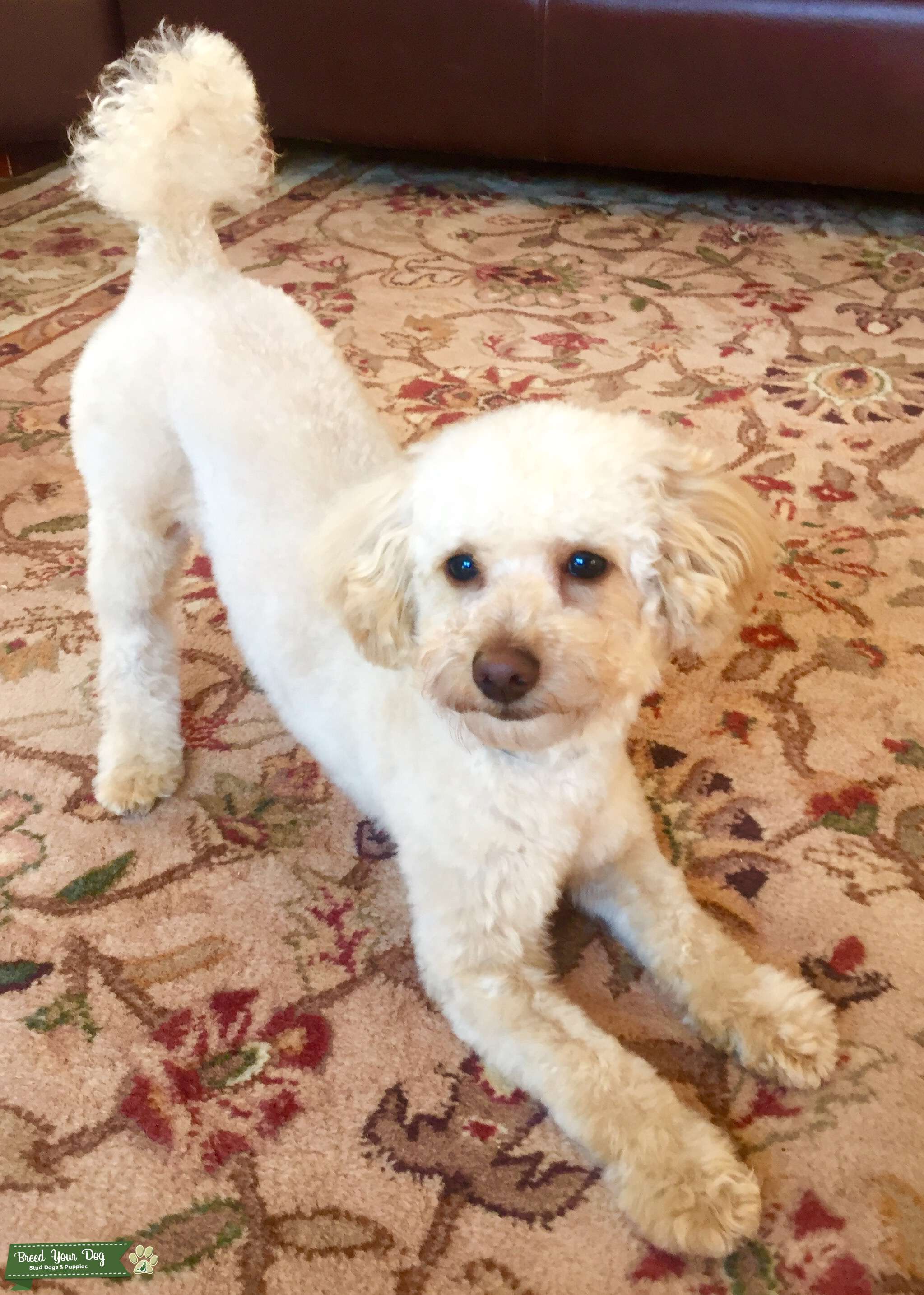 Mini poodle available for breeding - Stud Dog in Northeast , United ...