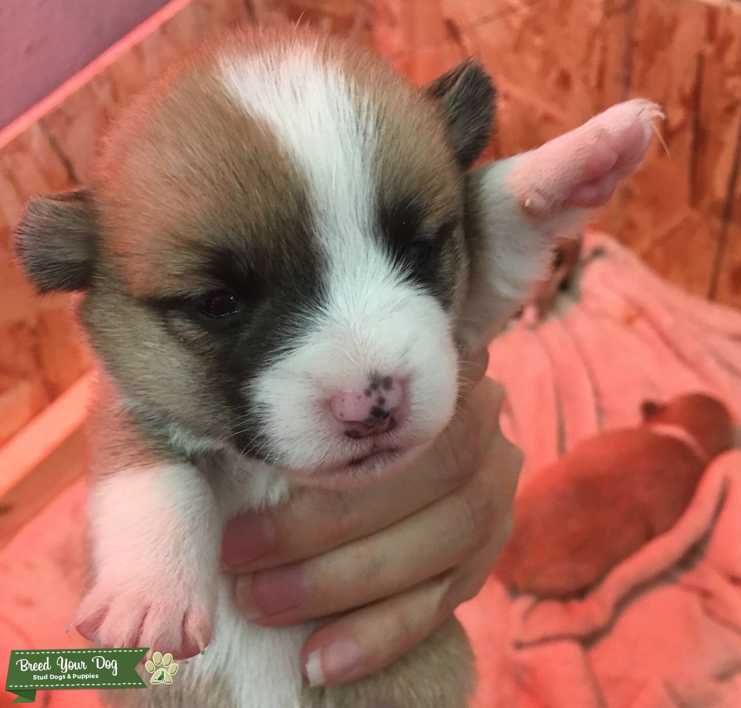 Sable Pembroke Welsh Corgi - Stud Dog Utah - Breed Your Dog