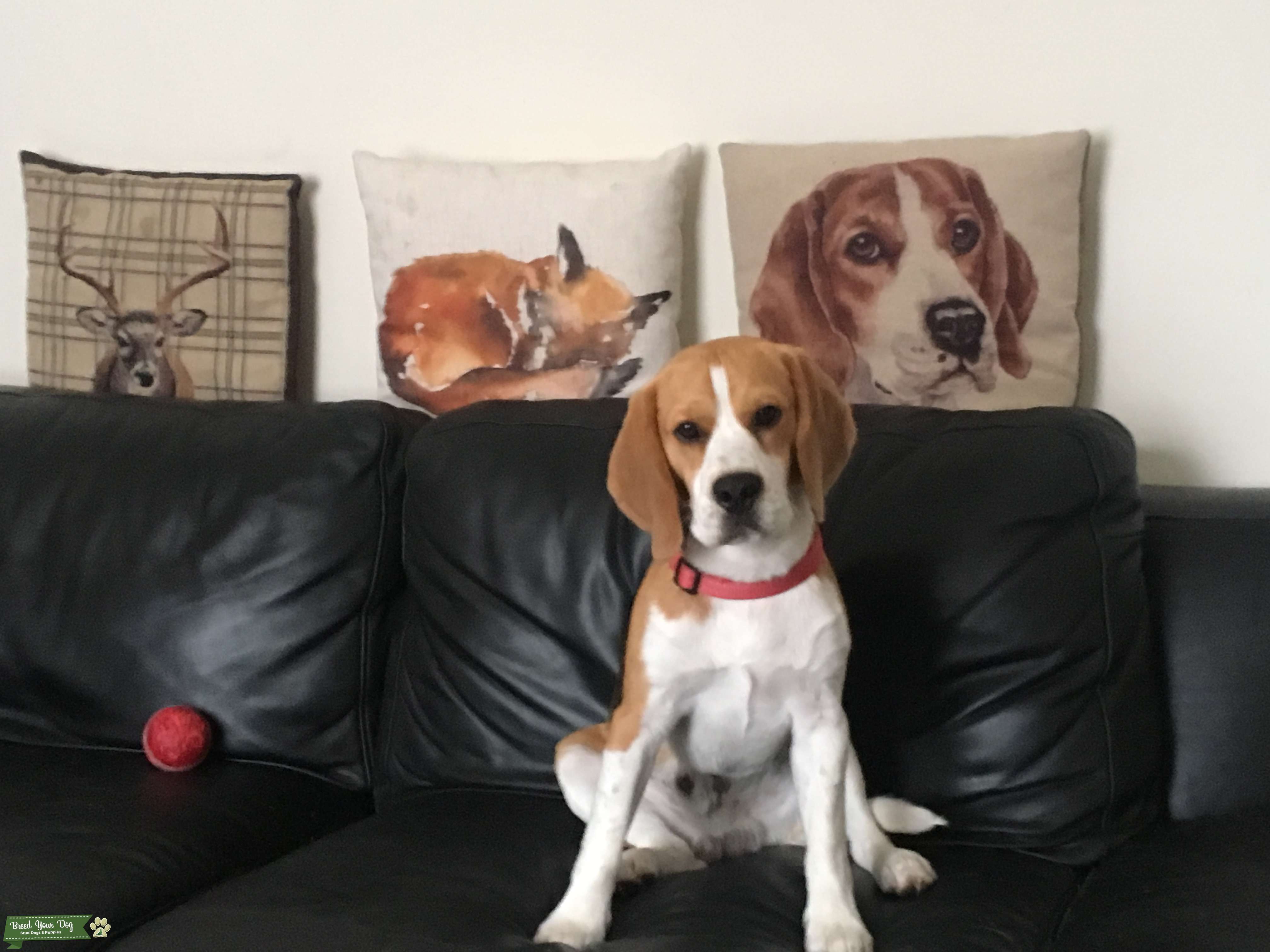 Beagle stud - Stud Dog in Staffordshire , the United States | Breed ...