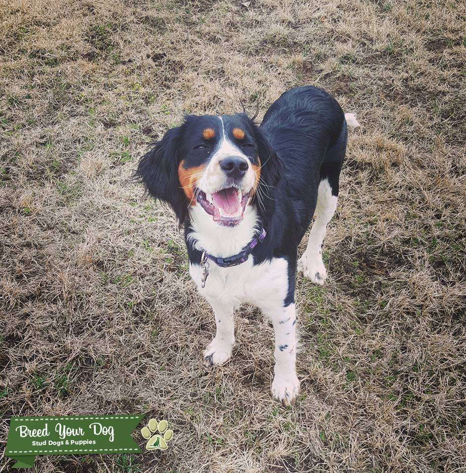 Tri Color English Springer Spaniel Female - Stud Dog in bucks county PA ...