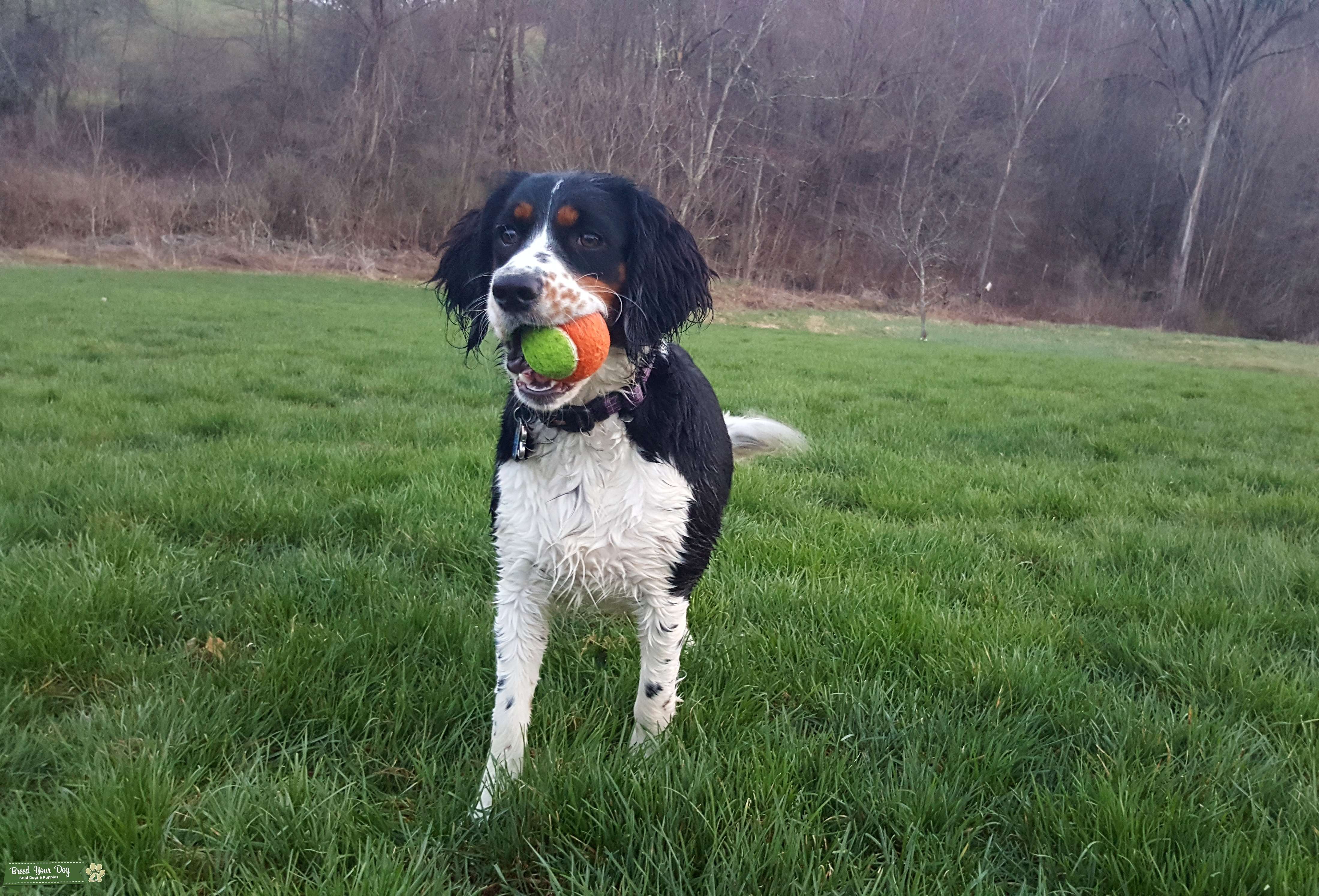 Tri Color English Springer Spaniel Female - Stud Dog in bucks county PA ...