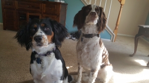 Tri Color English Springer Spaniel Female - Stud Dog bucks county PA ...