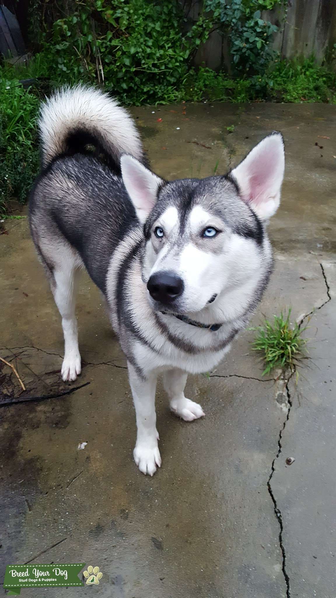Male Siberian Husky/ Alaskan Malamute - Stud Dog California - Breed ...