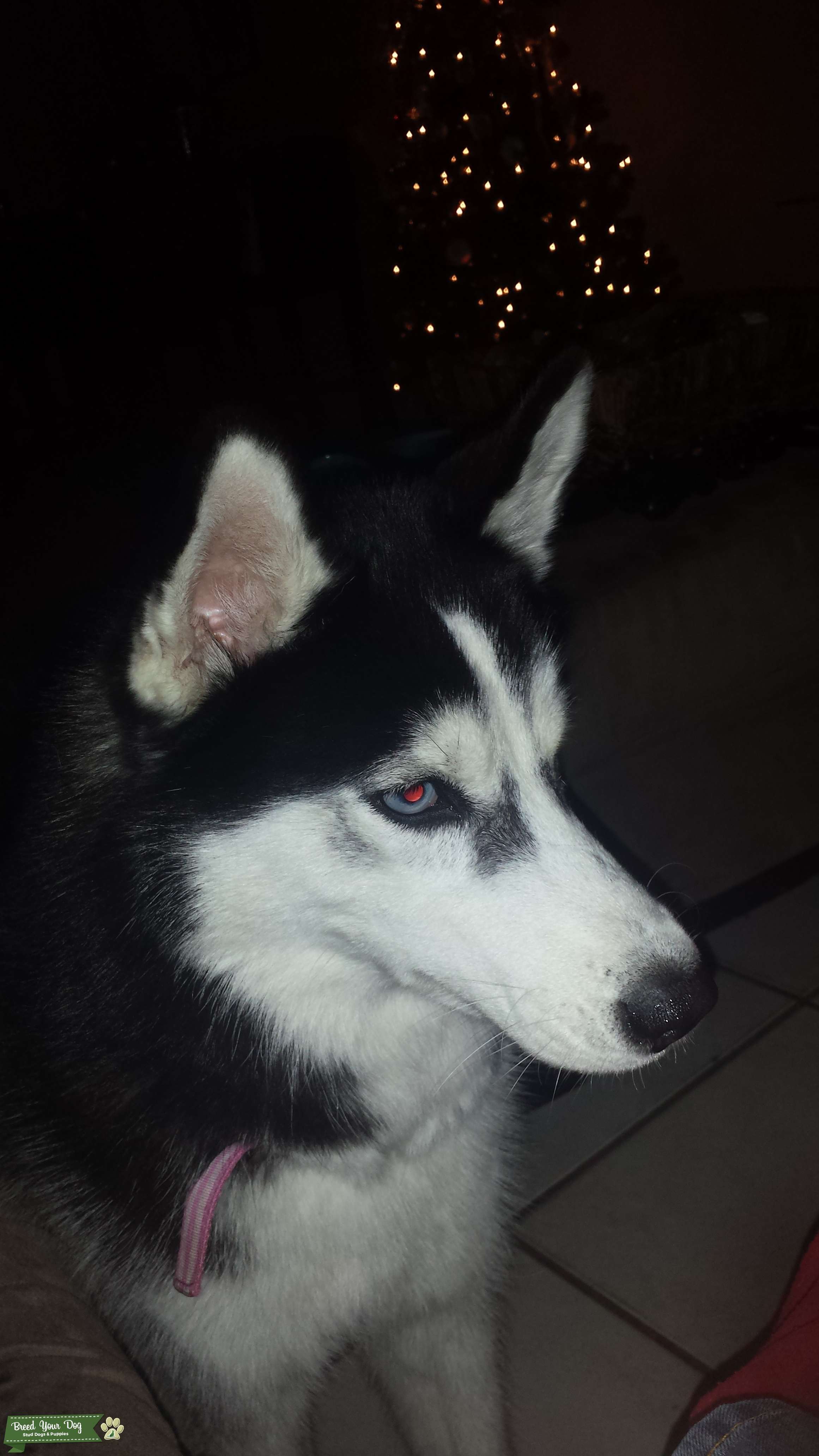 Husky - Stud Dog in Broward, the United States | Breed Your Dog