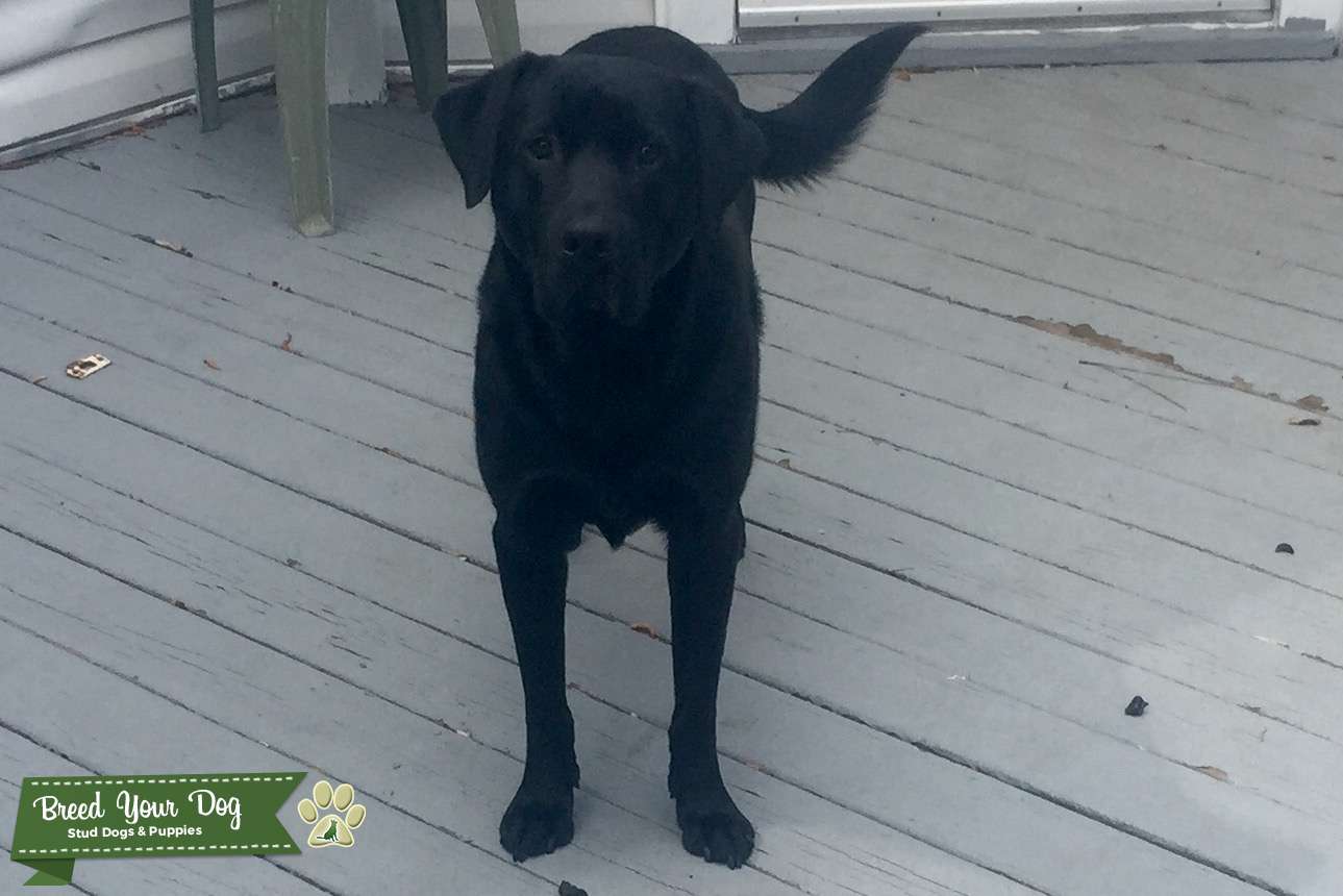 Black Labrador - Stud Dog in Alabama, the United States | Breed Your Dog