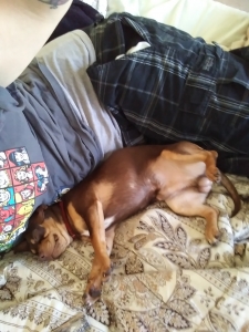 Breed Your Dog the United States