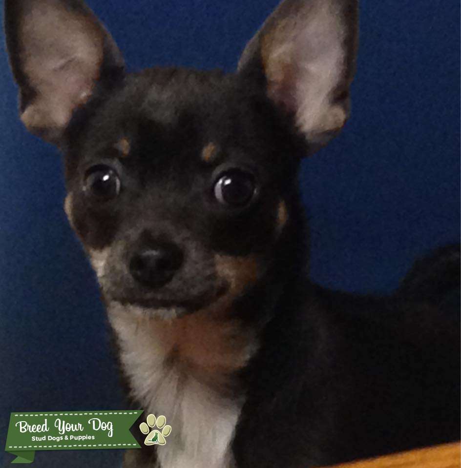 Gorgeous KC Registered Blue Tri Boy - Stud Dog in Somerset, the United ...