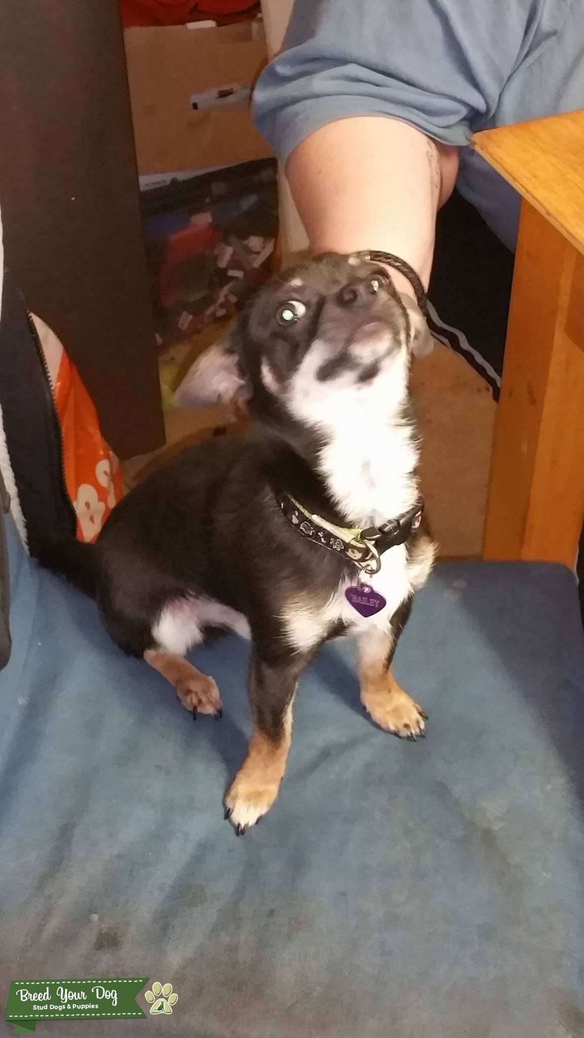 Gorgeous KC Registered Blue Tri Boy - Stud Dog in Somerset, the United ...