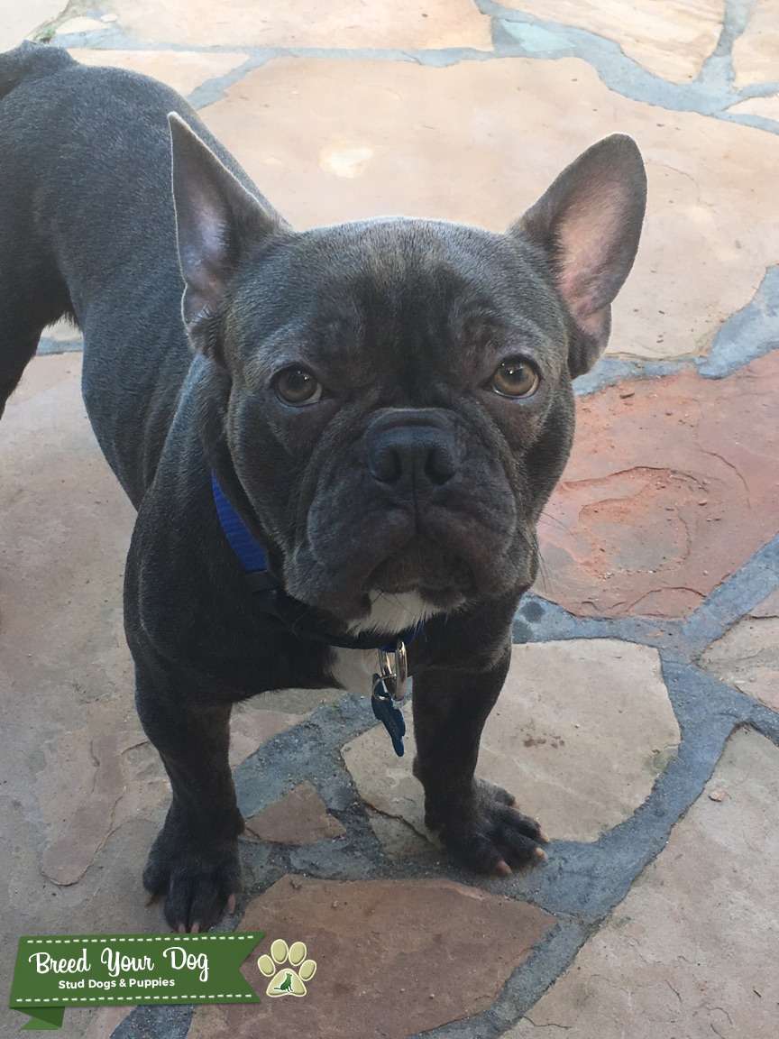 STEWIE THE FRENCHIE STUD - Stud Dog in San Diego, the United States ...
