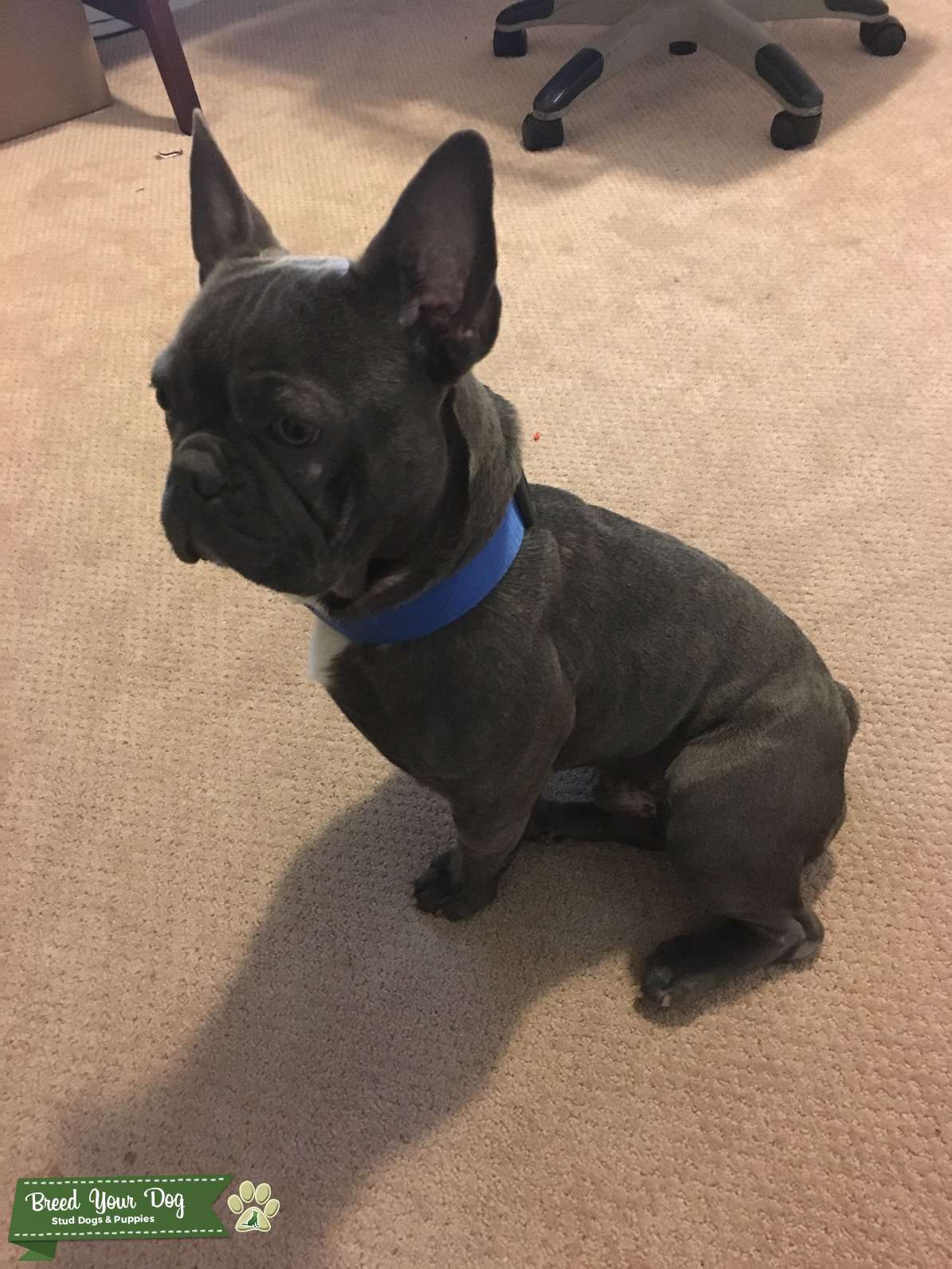 STEWIE THE FRENCHIE STUD - Stud Dog in San Diego, the United States ...