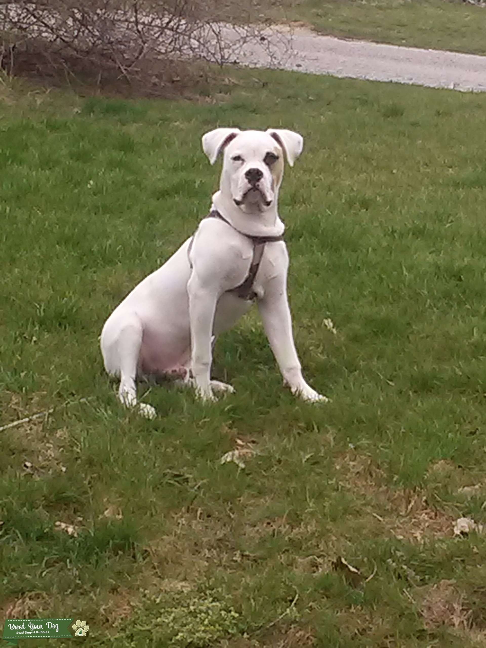 Premium colored Brute body, working class, bite, obedience, defence ...