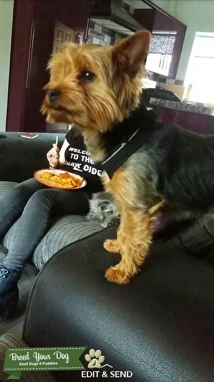 Handsome Yorkie - Stud Dog Teesside - Breed Your Dog