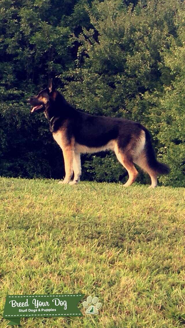 Thick boned German Shepherd - Stud Dog in richmond va, the United ...