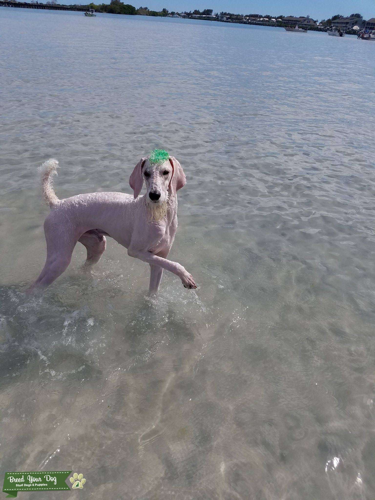 Beautiful Standard poodle! - Stud Dog in Port Charlotte , United States ...