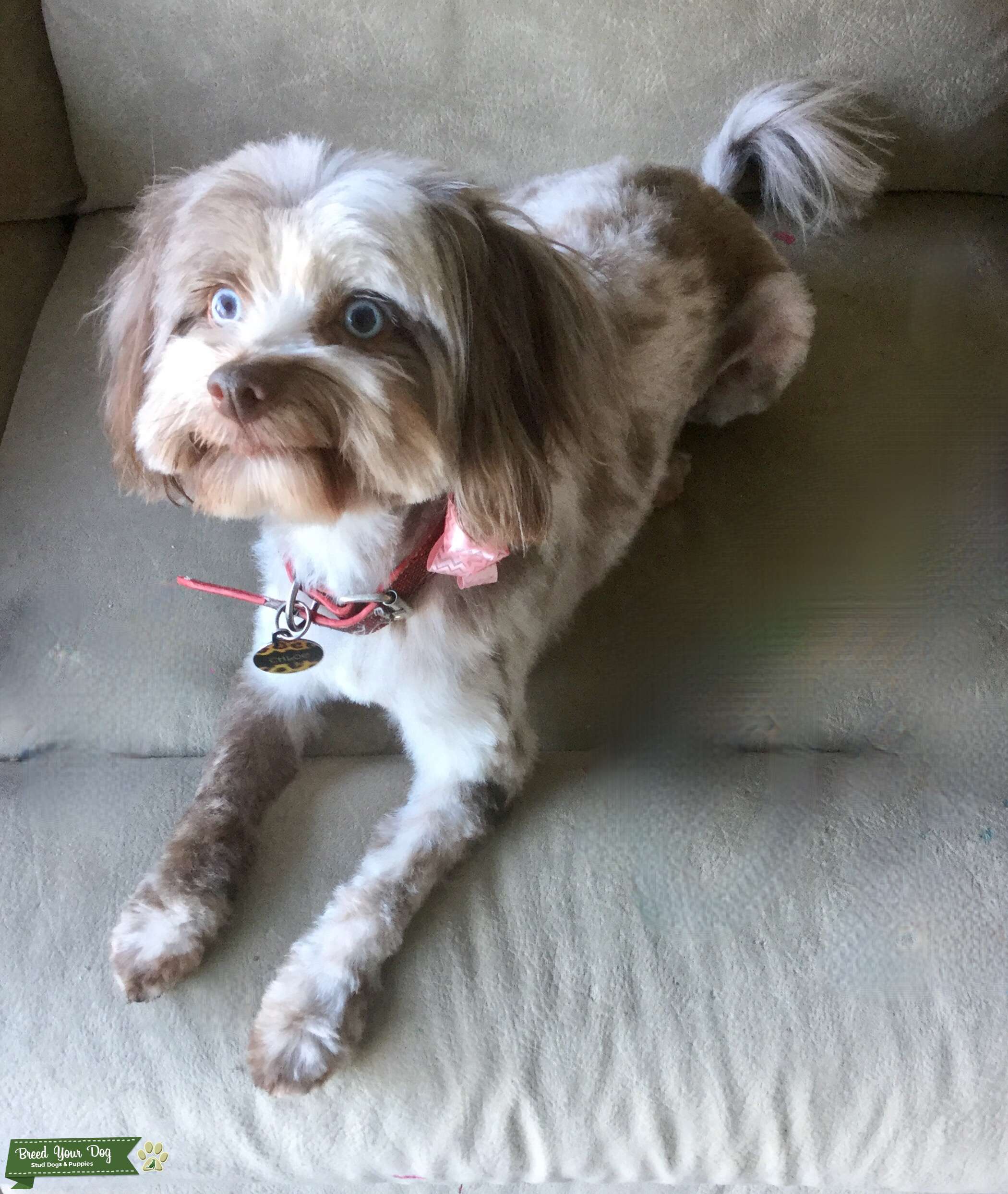 Pomapoo Baby Blue eyes - Stud Dog in Florida, United States | Breed ...