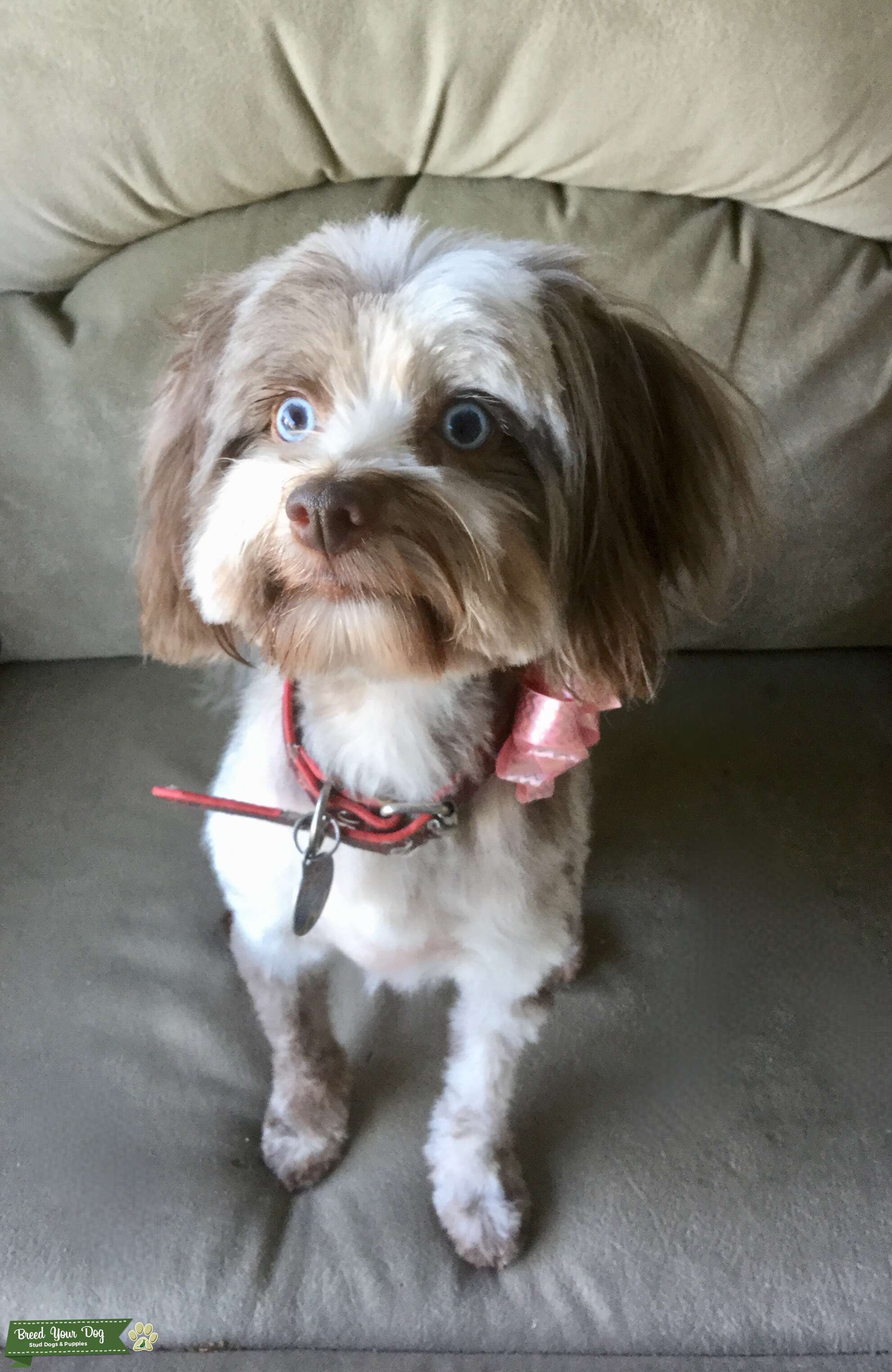 Pomapoo Baby Blue eyes - Stud Dog in Florida, United States | Breed ...