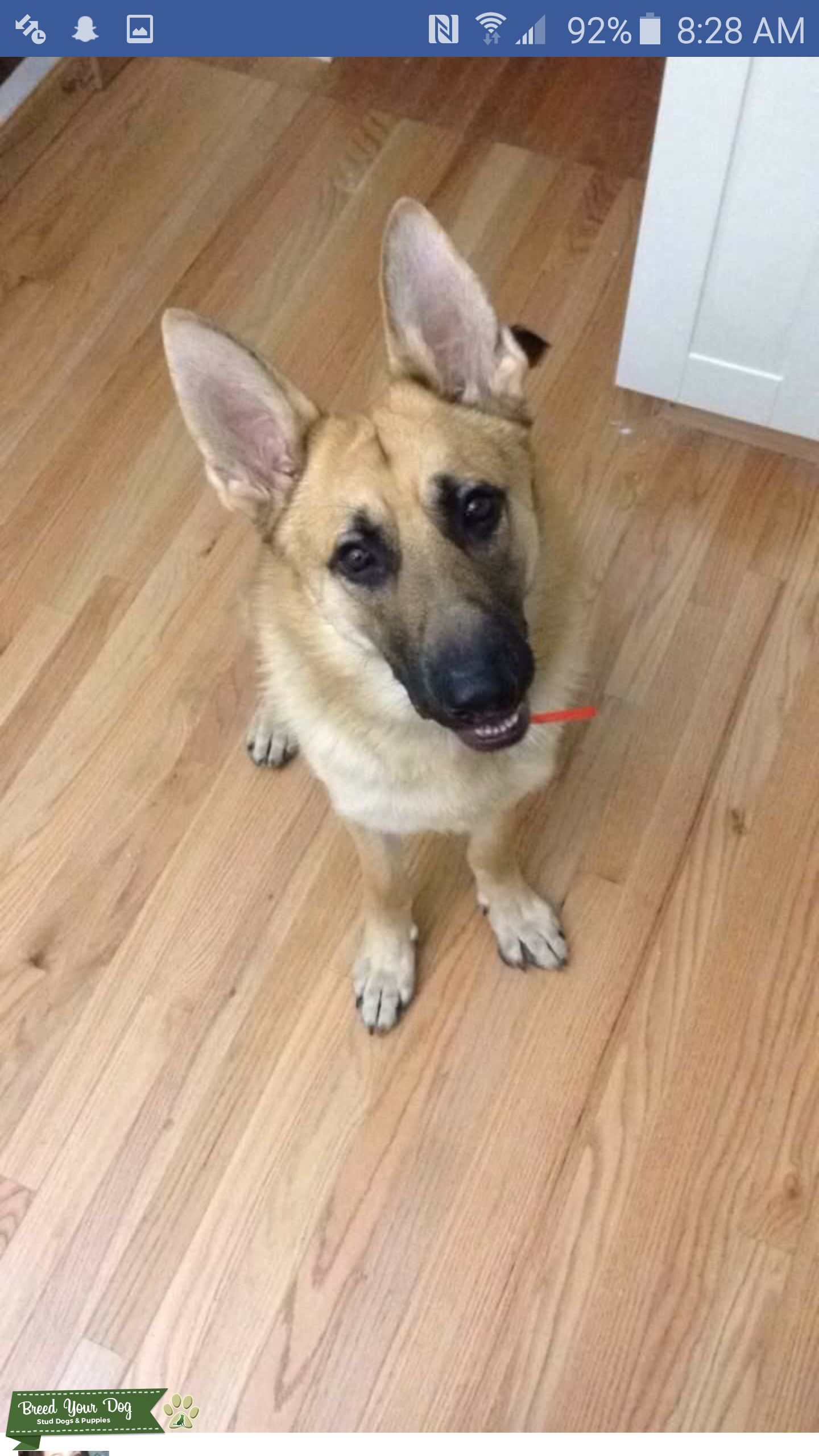 Stud Dog - Pure bred German Shepard - Breed Your Dog