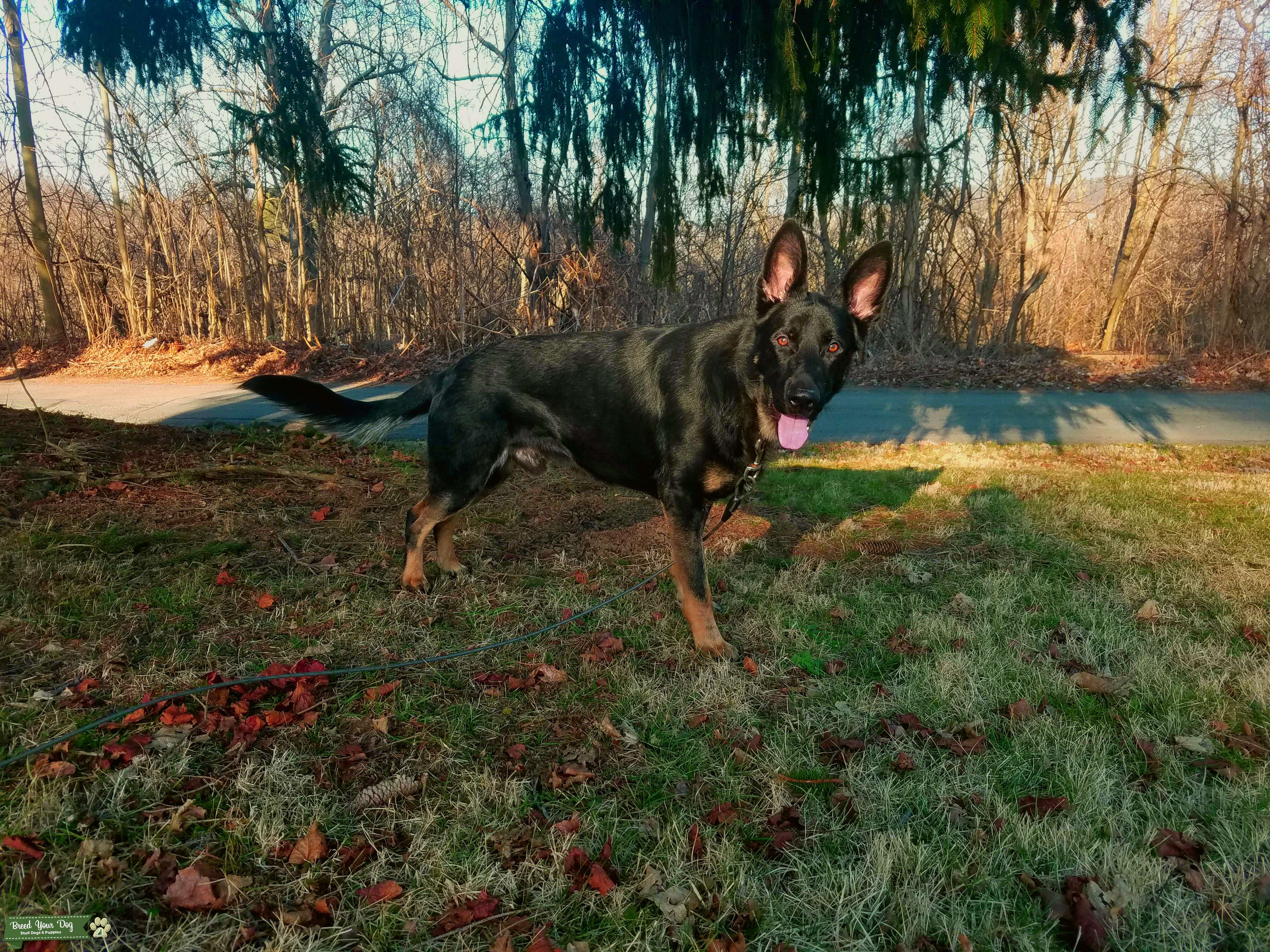 Full Blood Shepherd - Stud Dog in Pennsylvania, the United States ...