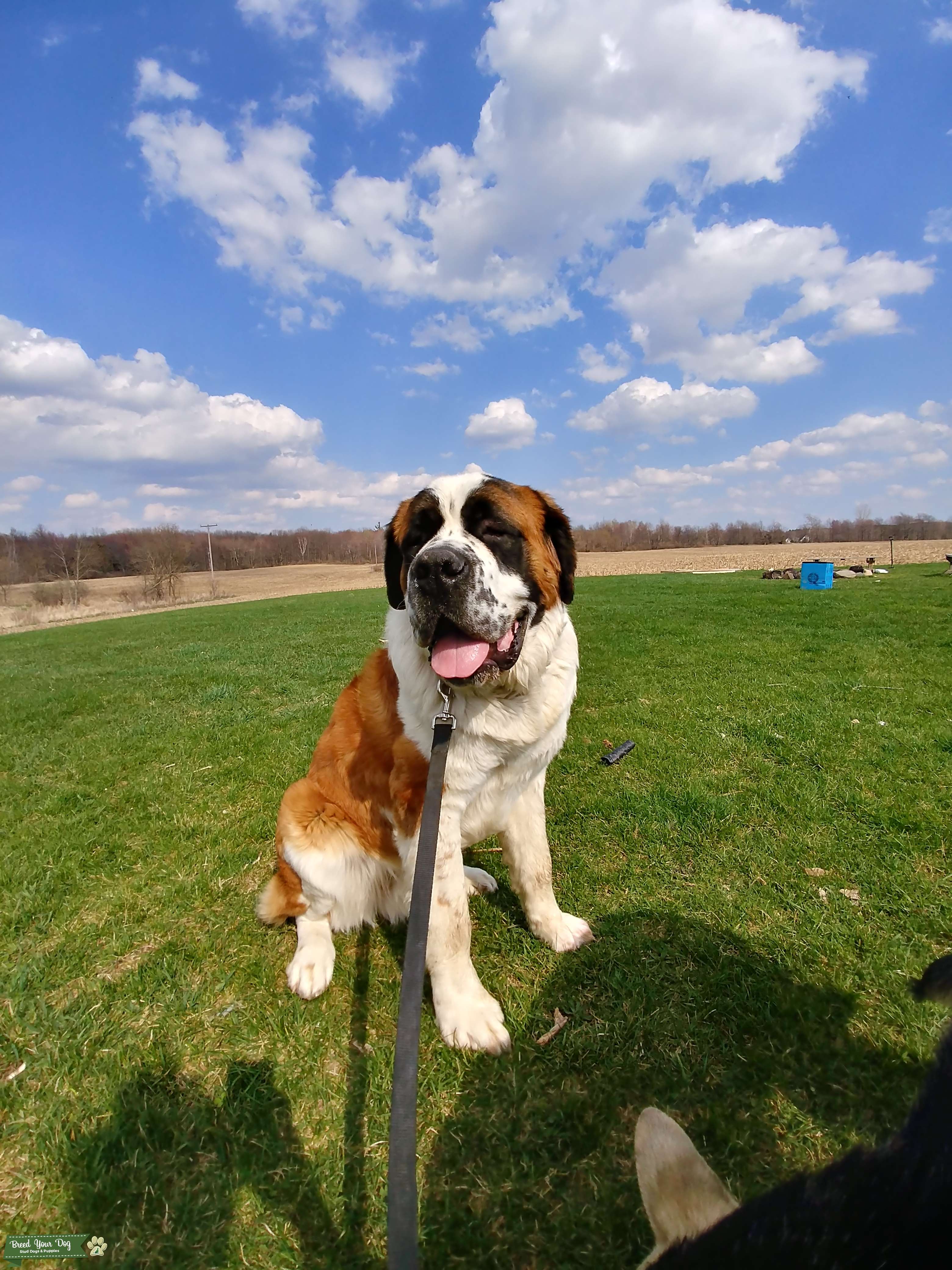 Beautiful Saint Bernard Stud Only - Stud Dog in MI, the United States ...