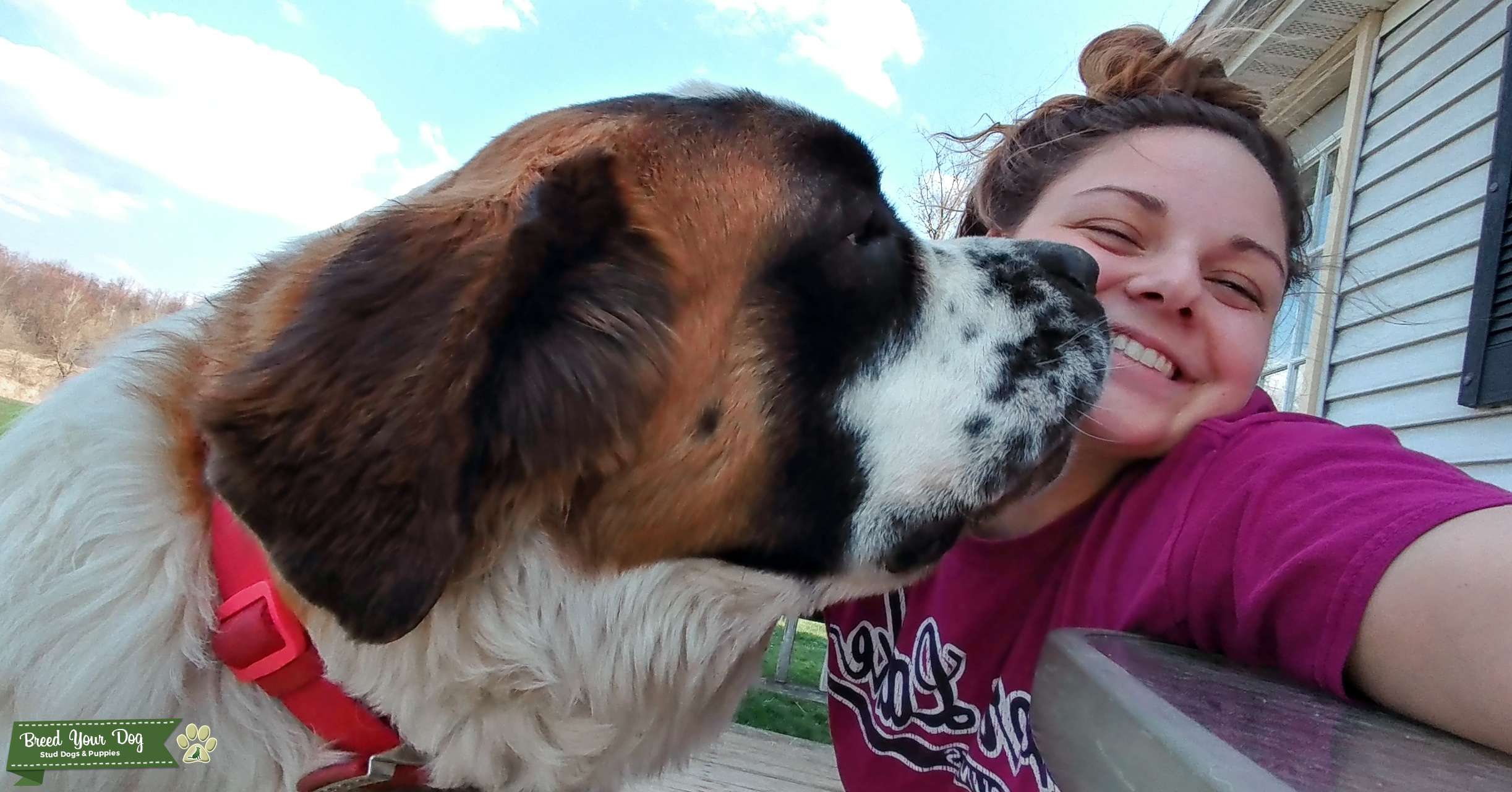 Beautiful Saint Bernard Stud Only - Stud Dog in MI, the United States ...