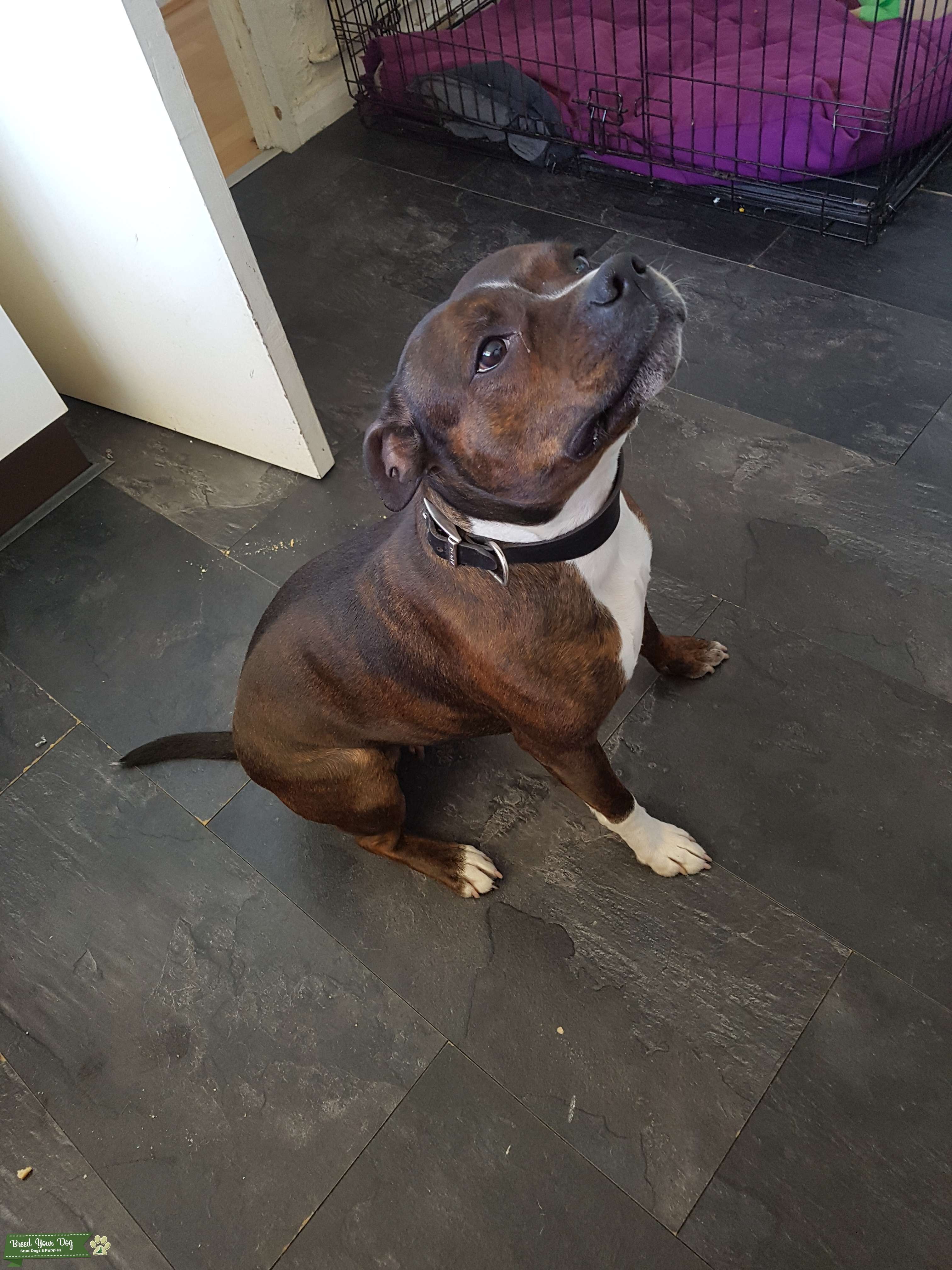 Long leg staffie - Stud Dog in Norfolk, the United States | Breed Your Dog