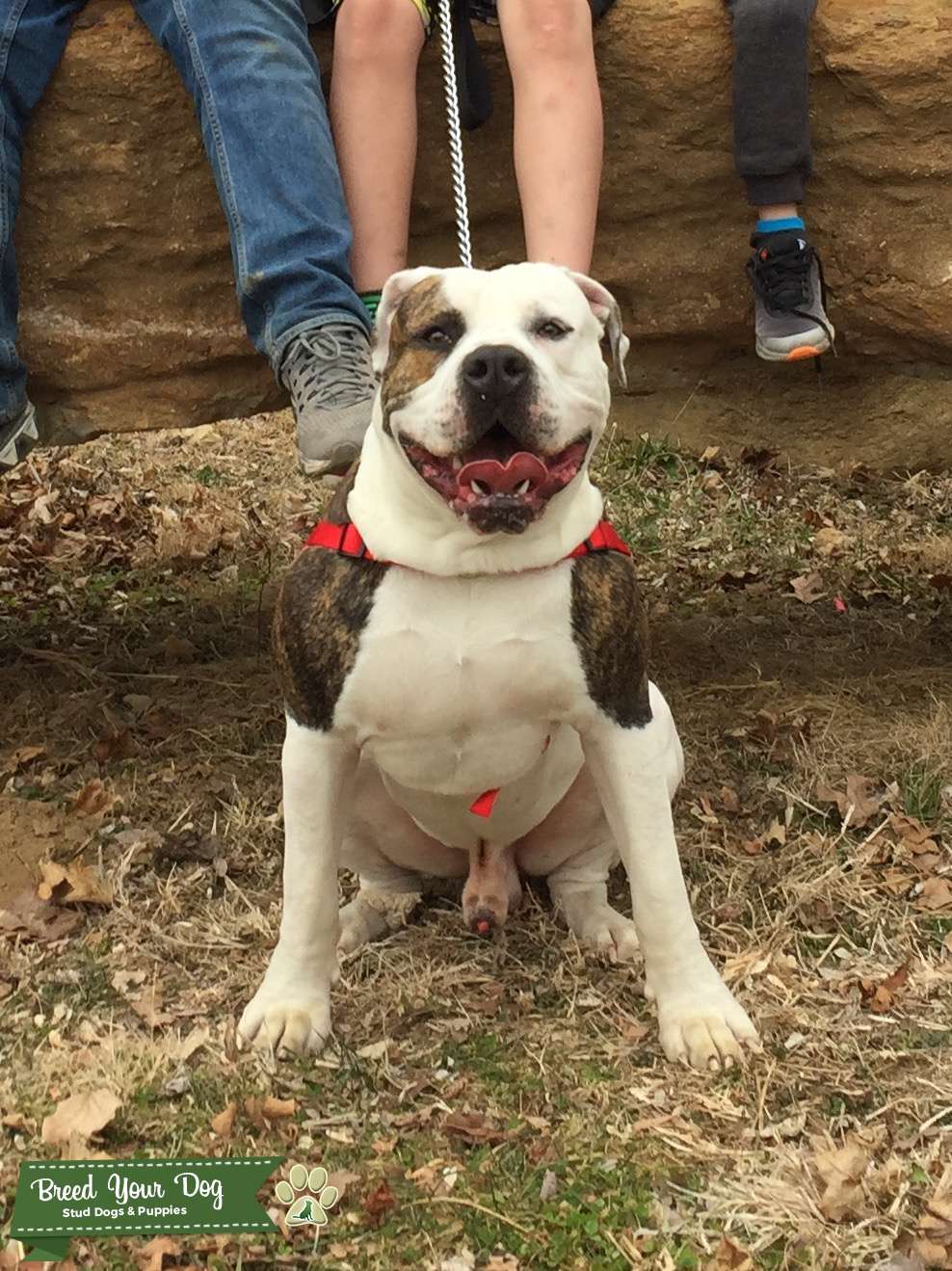 Stud White/Brindle American Bulldog - Stud Dog in Midwest, United ...
