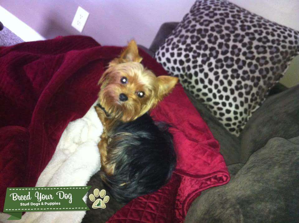 Pure breed yorkie female - Stud Dog in Kentucky, the United States ...