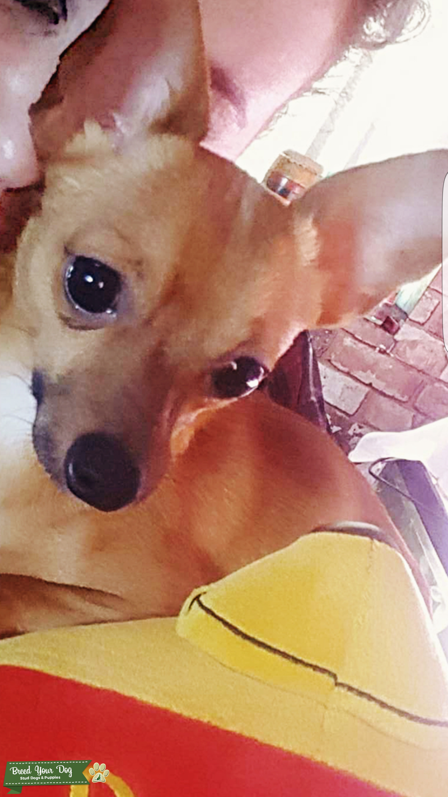 Chihuahua x Jack Russell ( Jackawawa ) looking for bitch to breed with ...