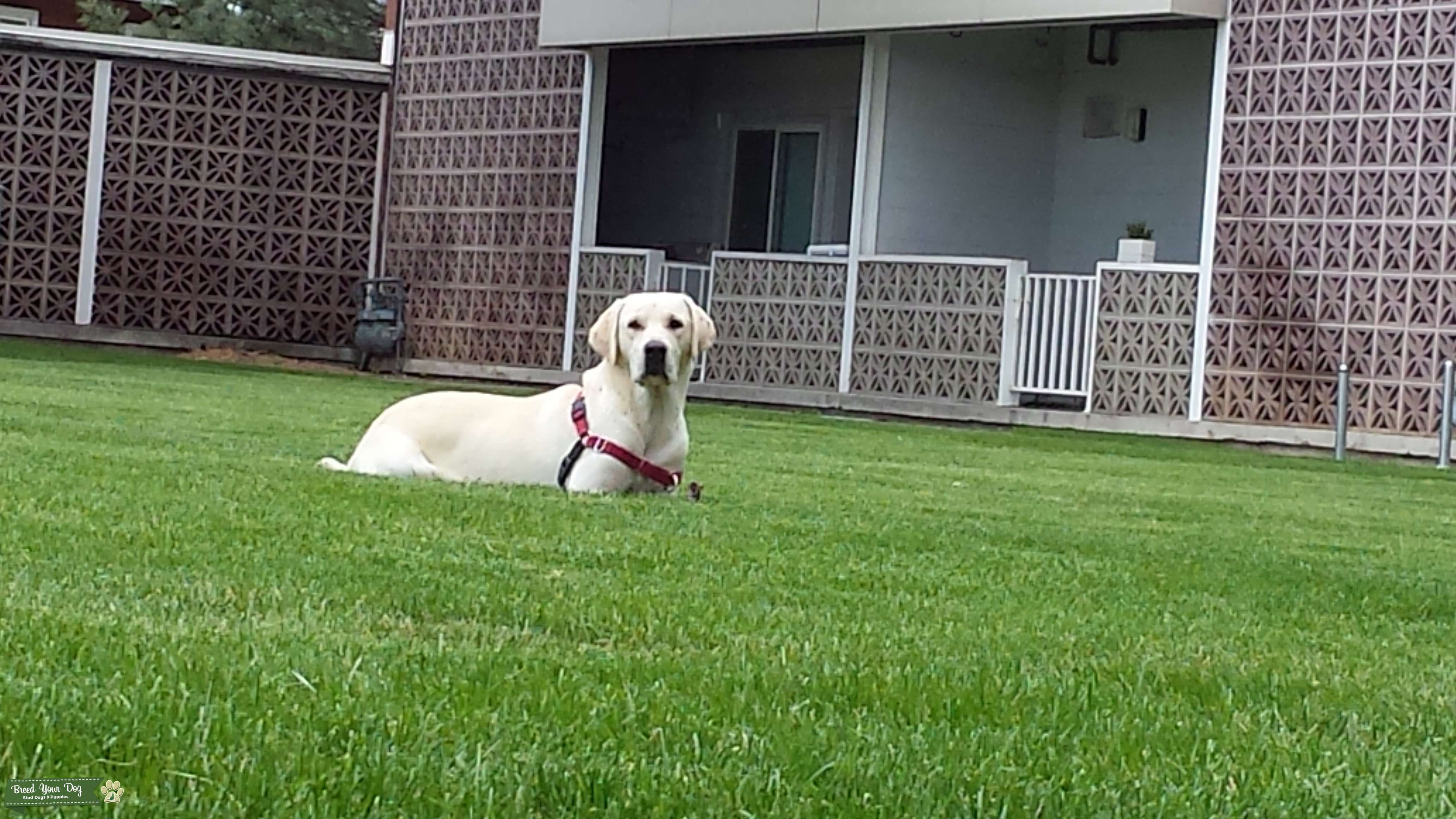Pure Yellow Labrador (Stud Only) - Stud Dog Utah - Breed Your Dog