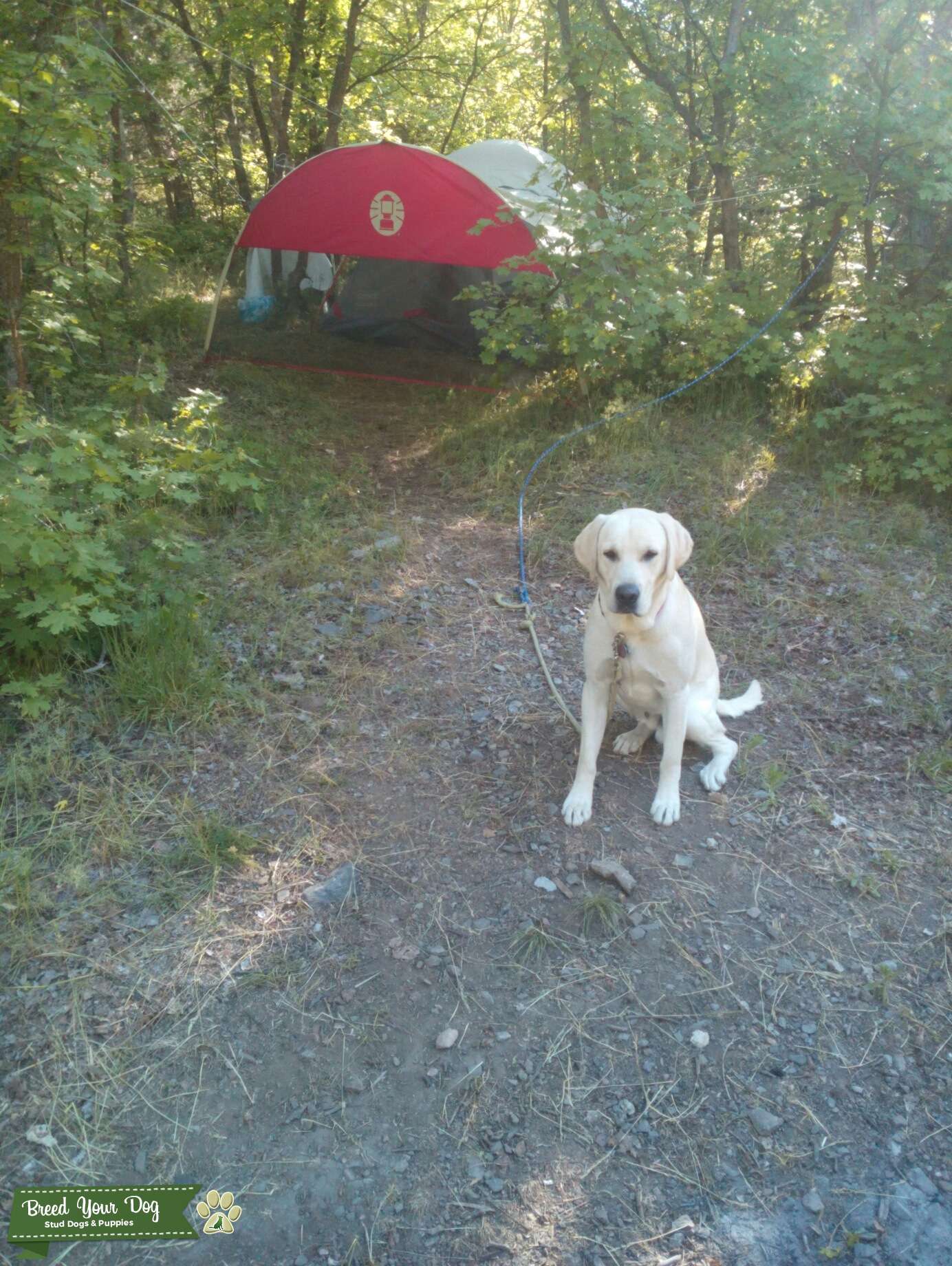Pure Yellow Labrador (Stud Only) - Stud Dog Utah - Breed Your Dog